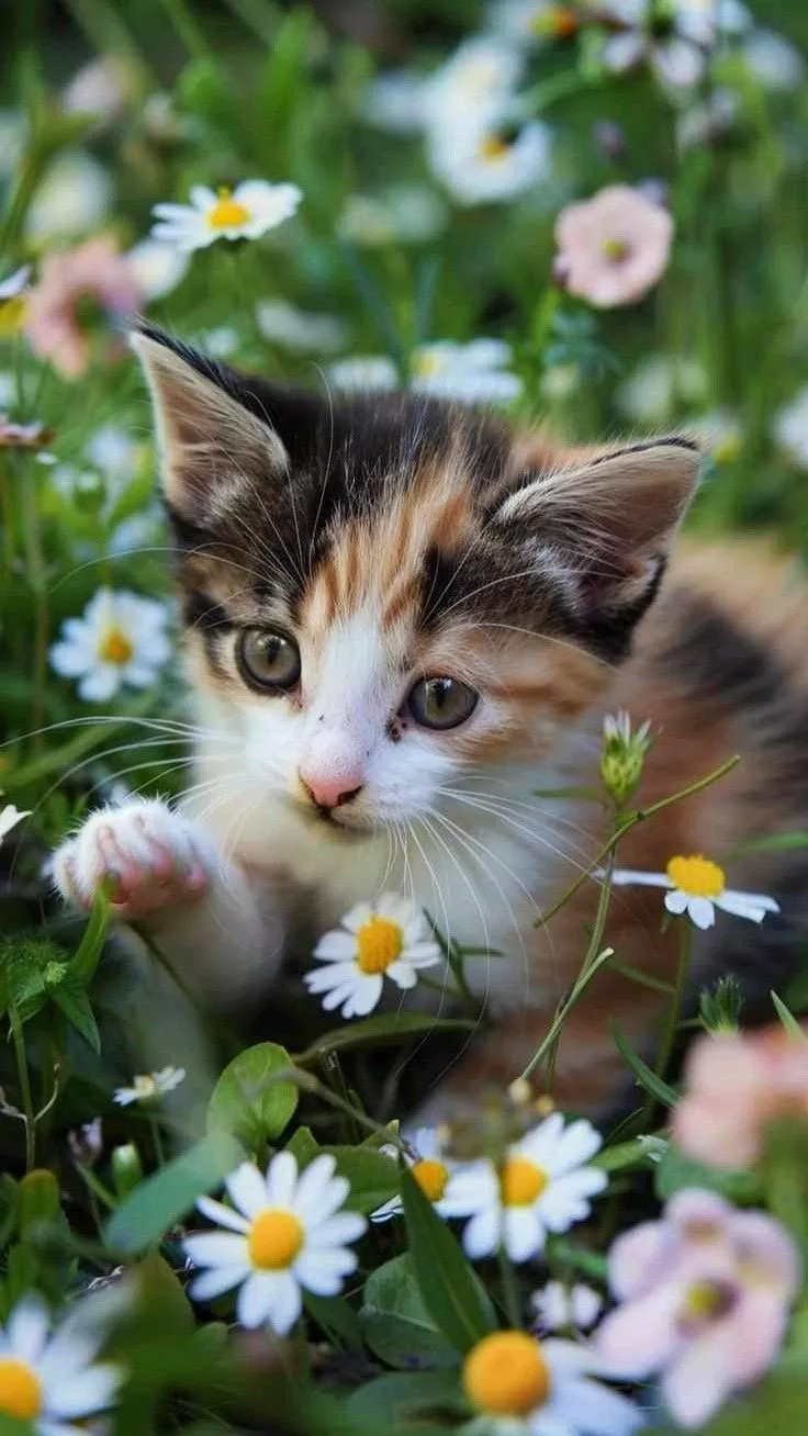 Spring Puppies And Kittens Wallpapers - Wallpaper Cave