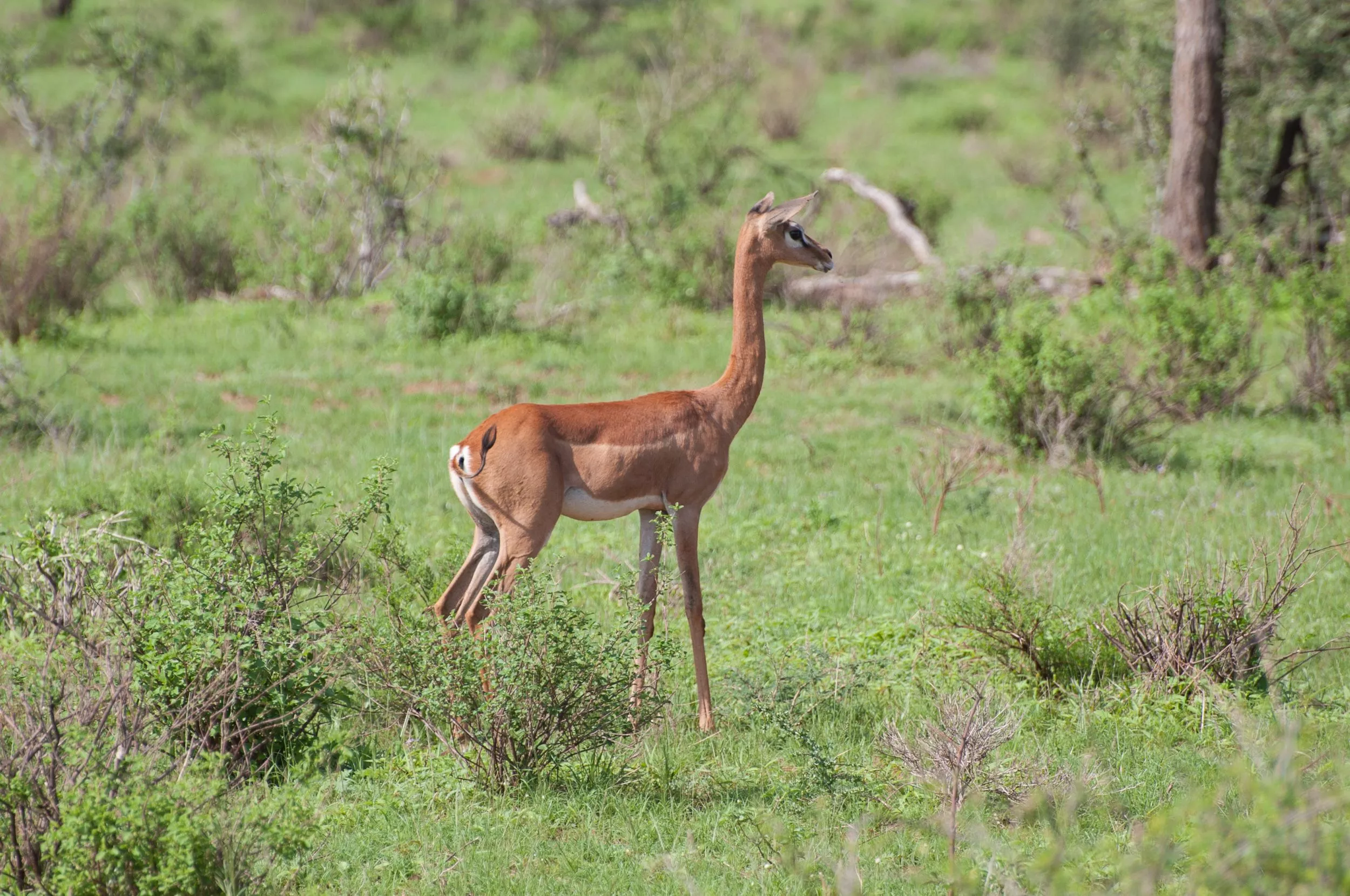 Gerenuk Wallpapers - Wallpaper Cave