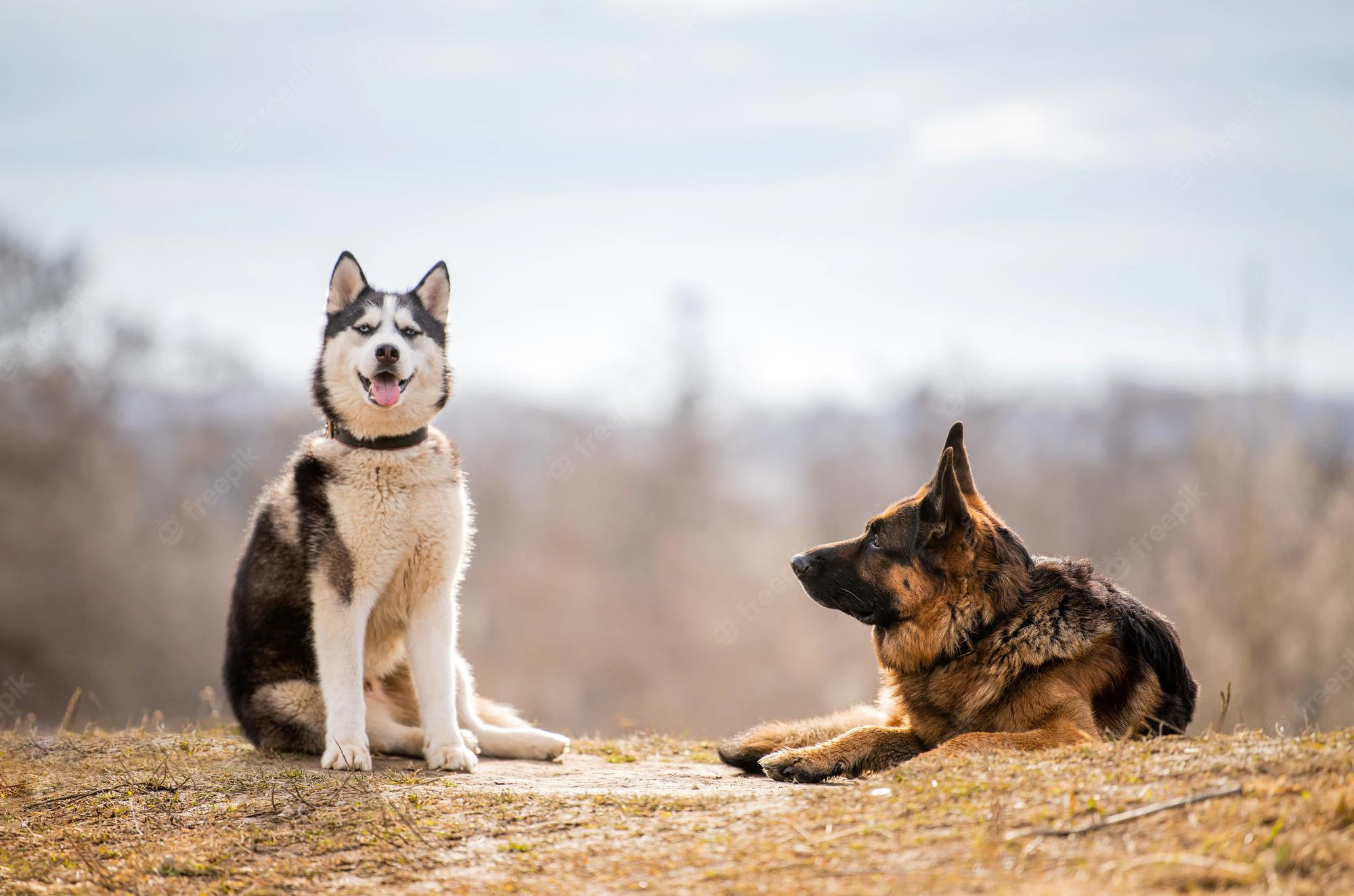 Husky And German Shepherd Wallpapers - Wallpaper Cave