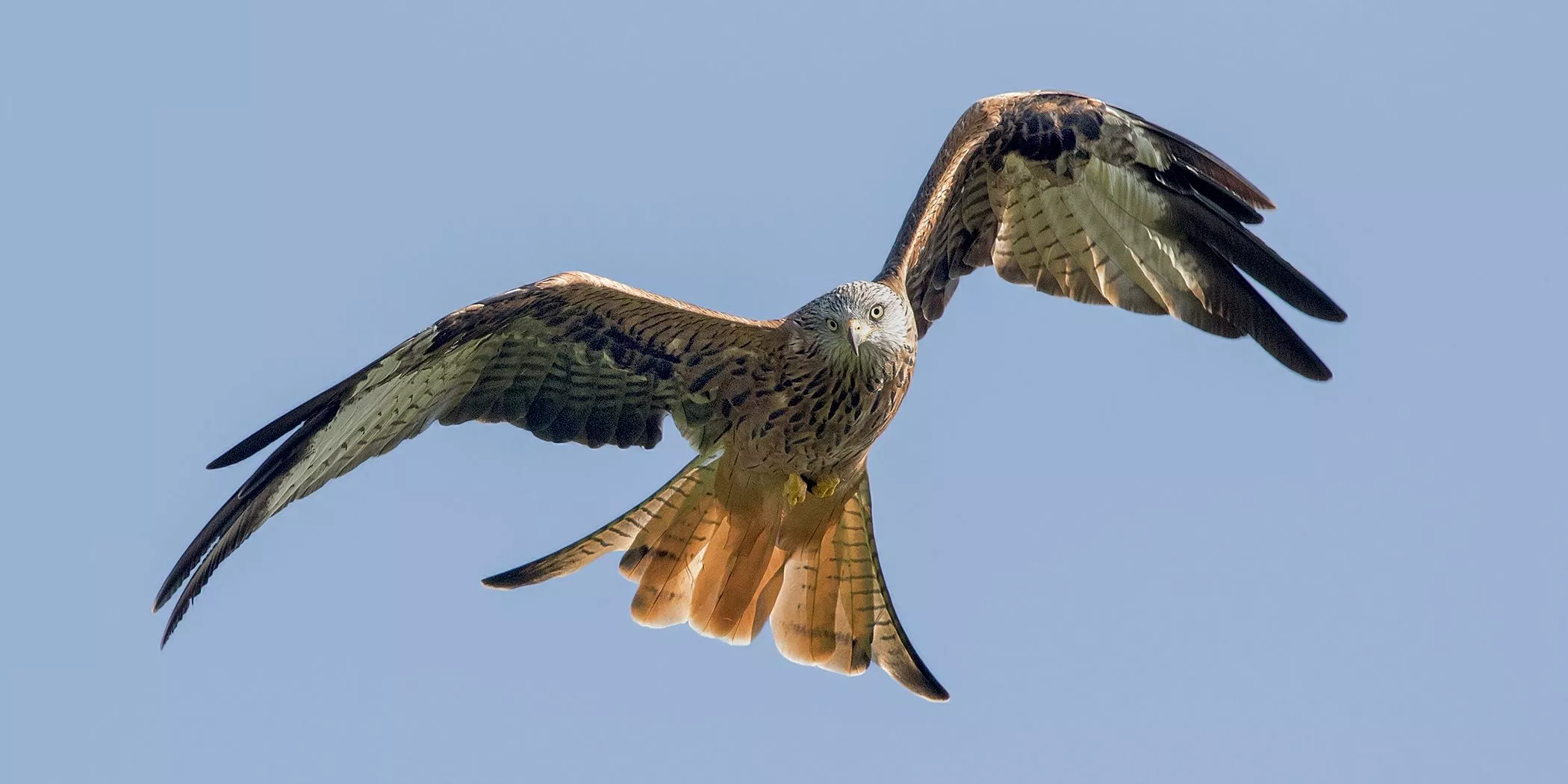 Red Kite Wallpapers - Wallpaper Cave