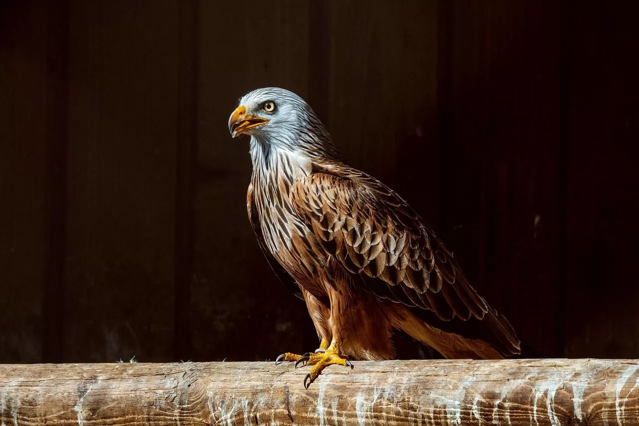 Red Kite Wallpapers - Wallpaper Cave