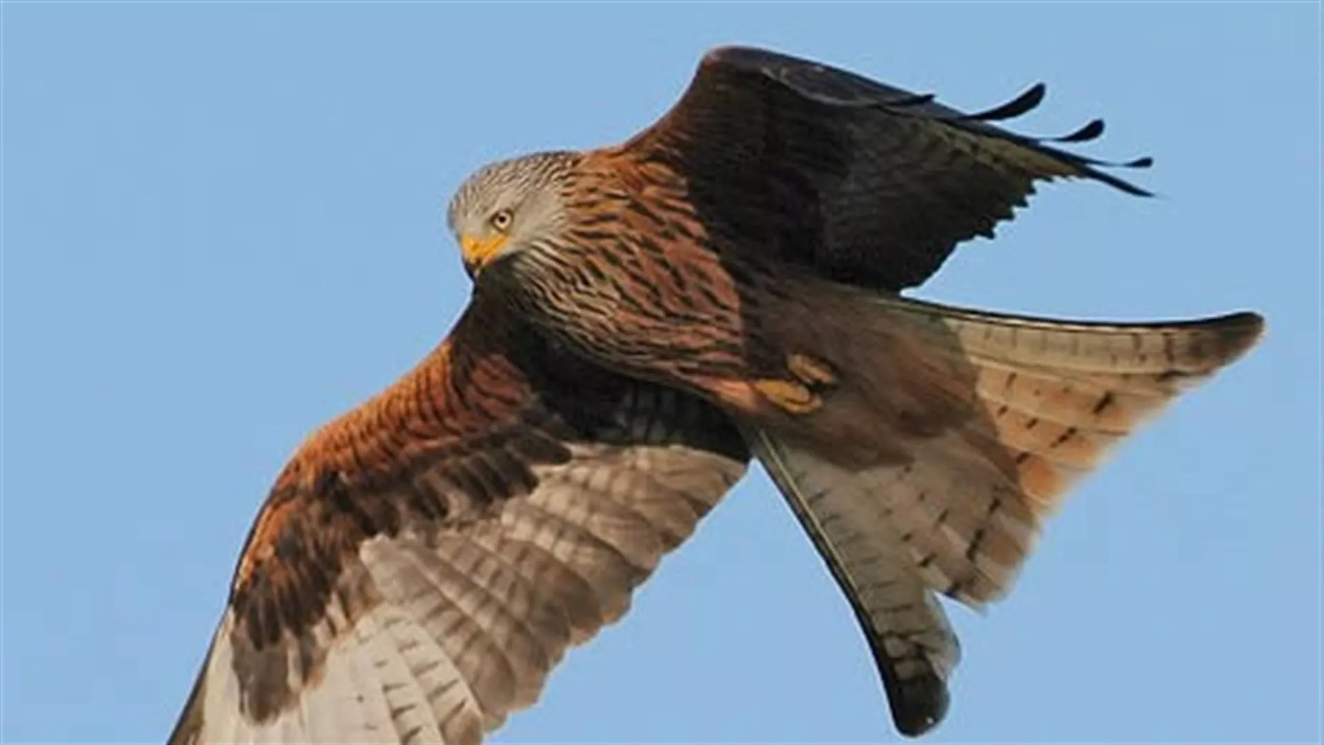 Red Kite Wallpapers - Wallpaper Cave