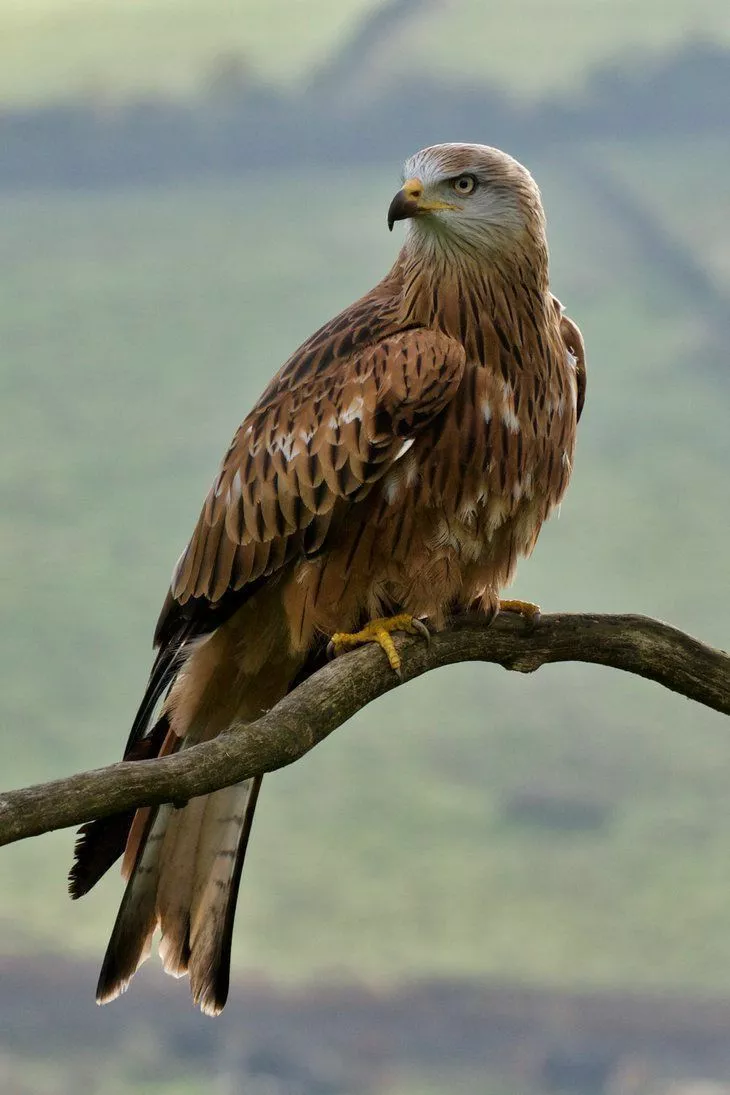 Red Kite Wallpapers - Wallpaper Cave