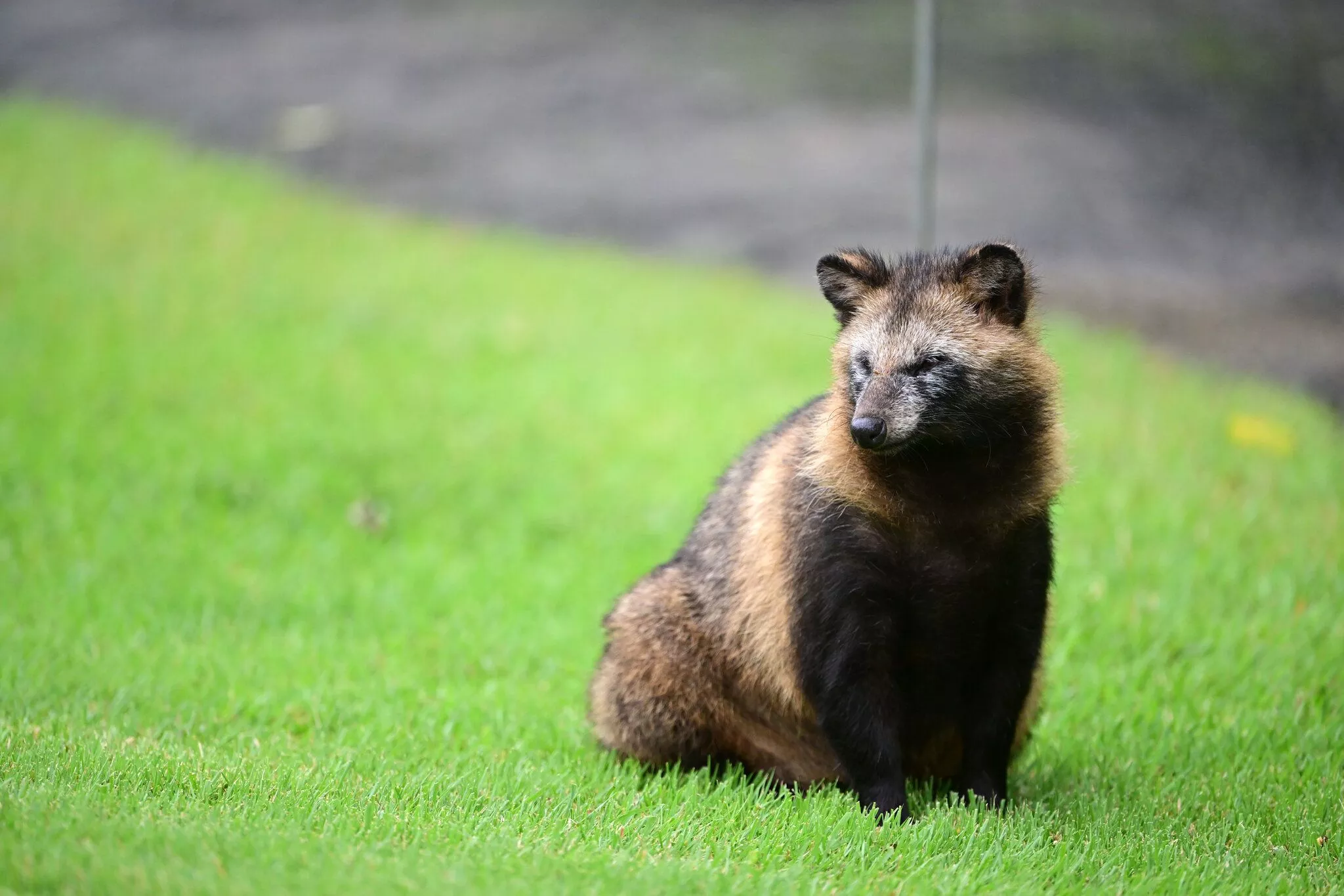Common Raccoon Dog Wallpapers - Wallpaper Cave