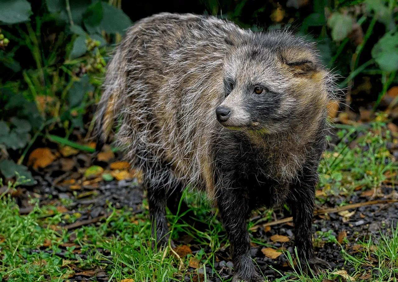 Common Raccoon Dog Wallpapers - Wallpaper Cave