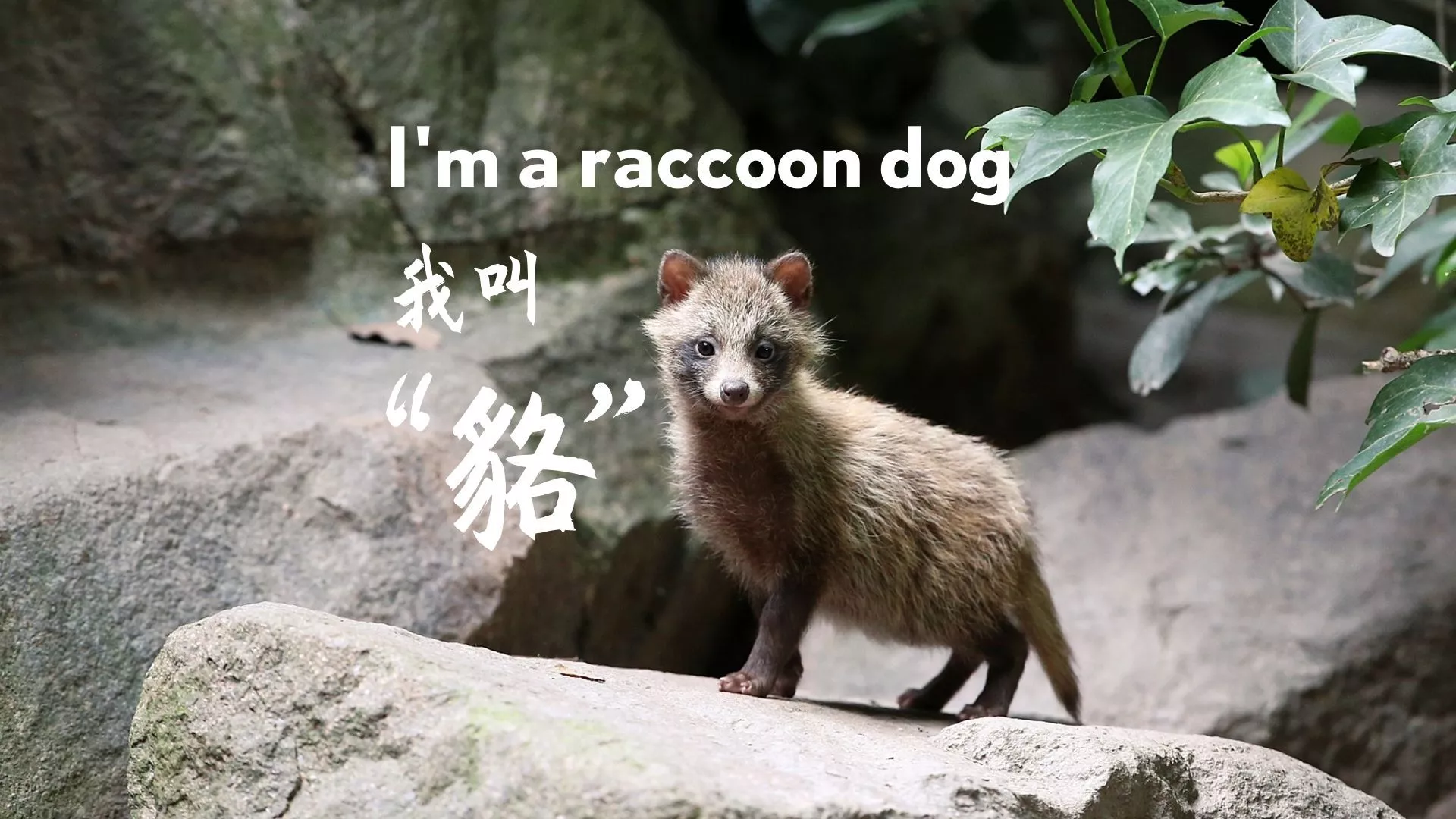 Common Raccoon Dog Wallpapers - Wallpaper Cave