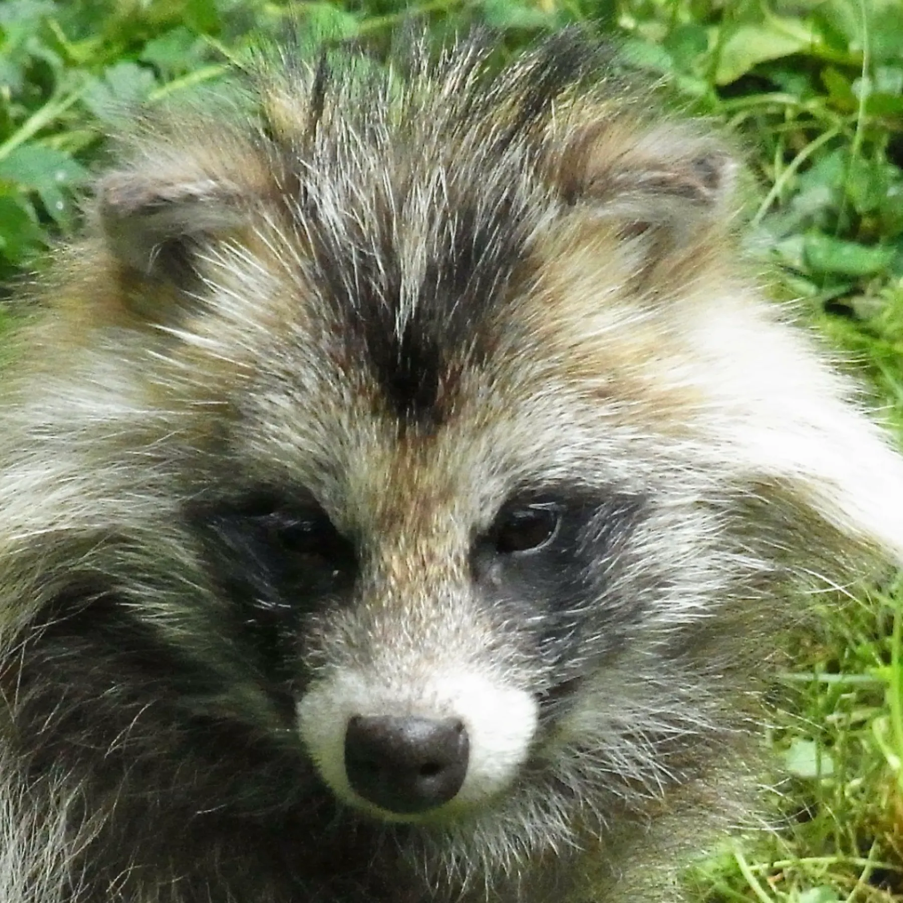 Common Raccoon Dog Wallpapers - Wallpaper Cave