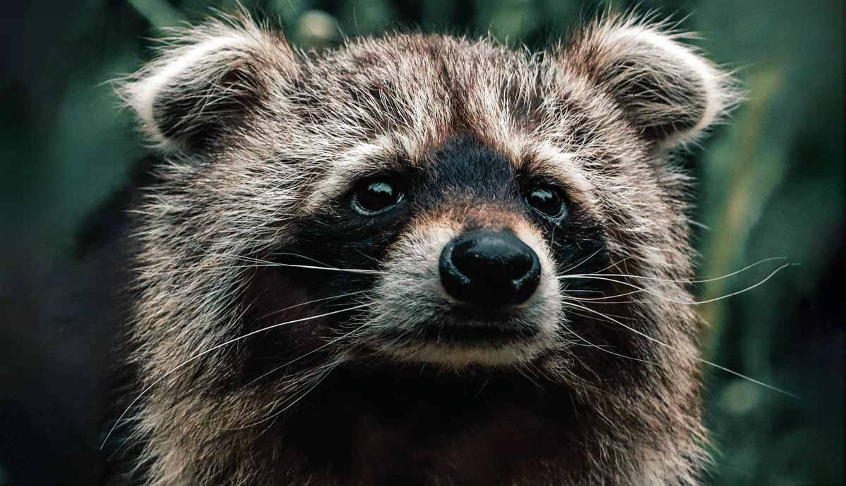 Common Raccoon Dog Wallpapers - Wallpaper Cave