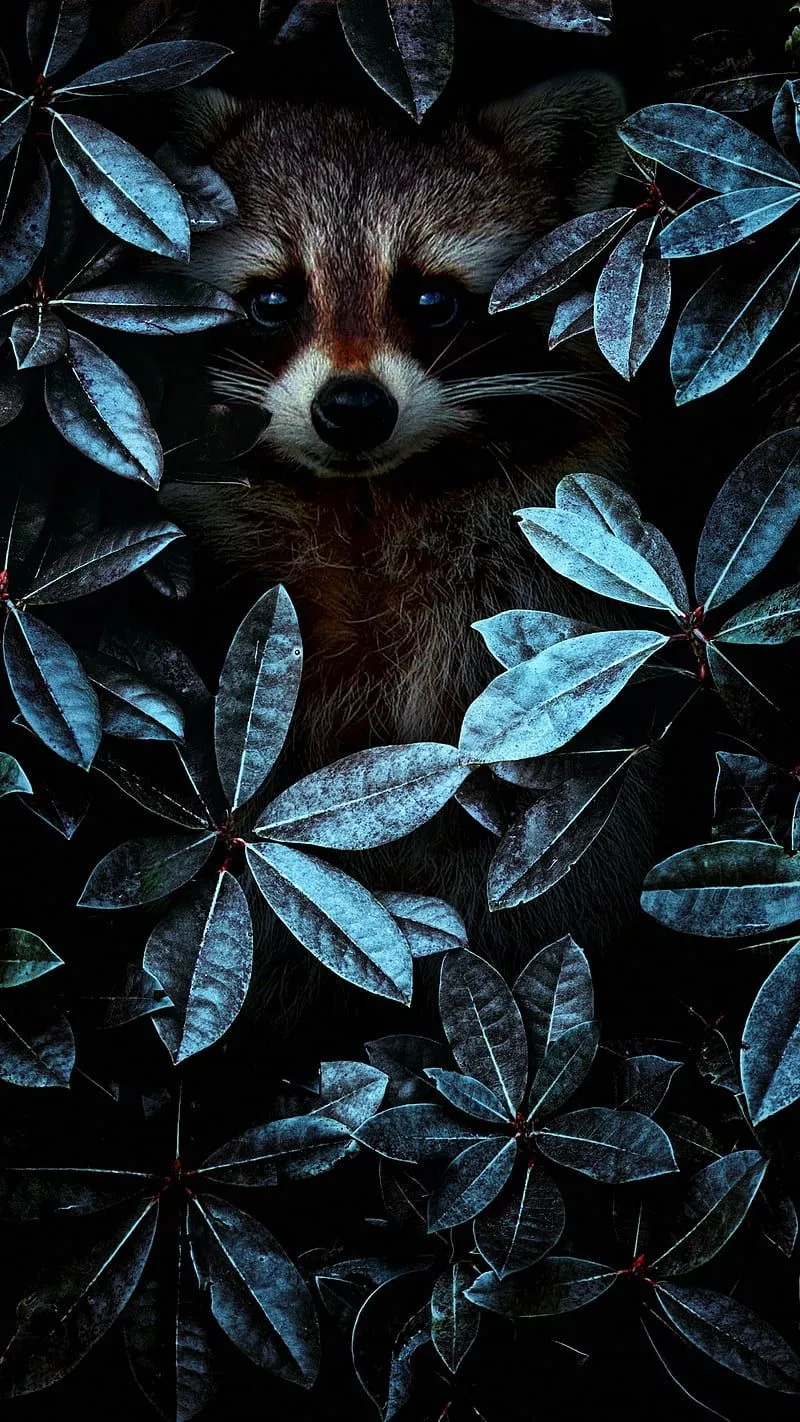 Raccoon Wallpapers - Wallpaper Cave