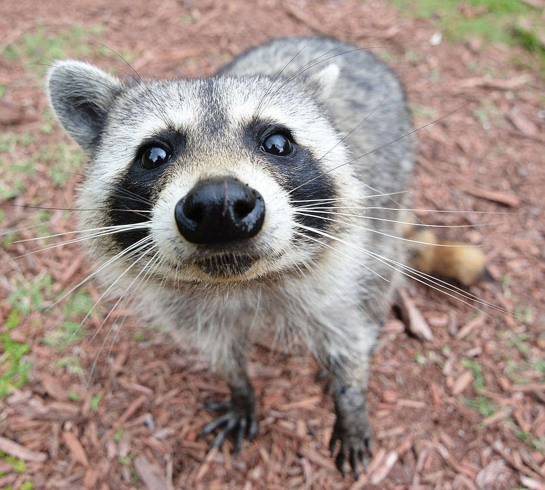 Raccoon Wallpapers - Wallpaper Cave