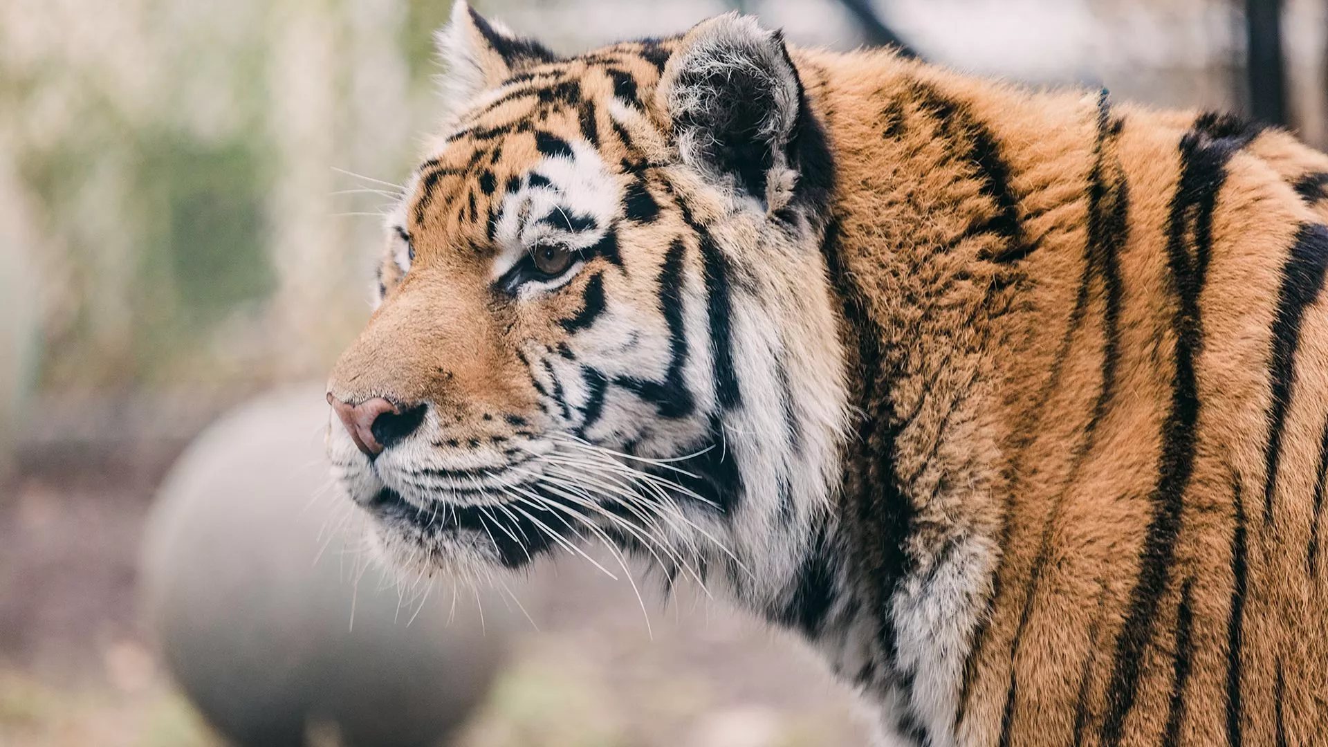 Fox And Tiger Wallpapers - Wallpaper Cave