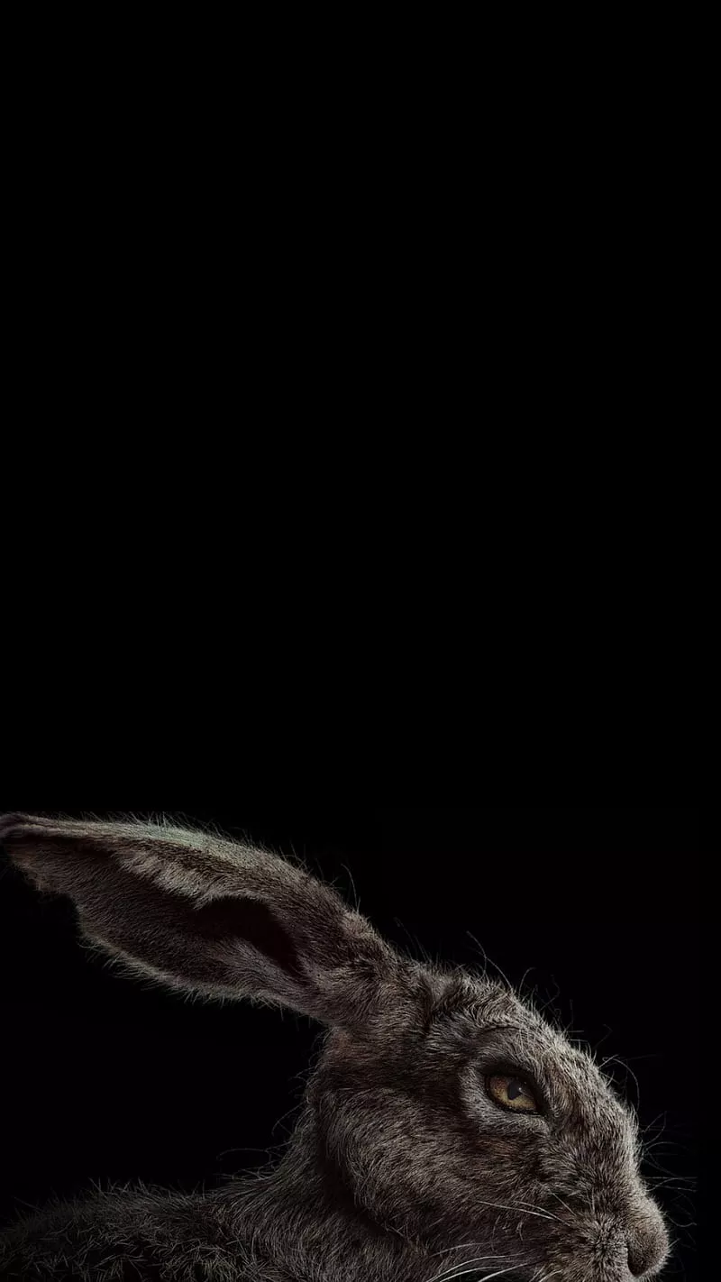 Evil Rabbit Wallpapers - Wallpaper Cave