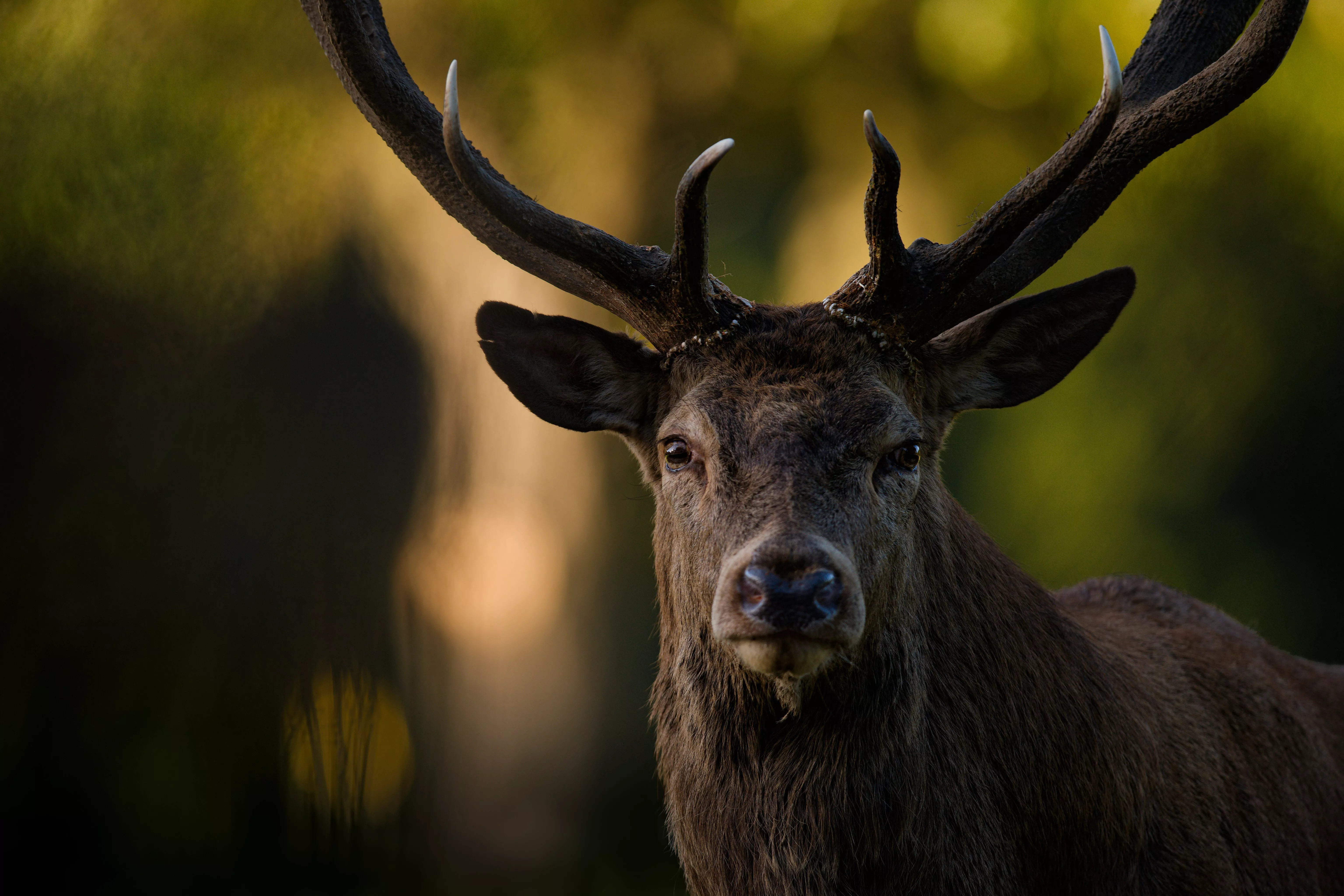 Hunting 4k Wallpapers - Wallpaper Cave