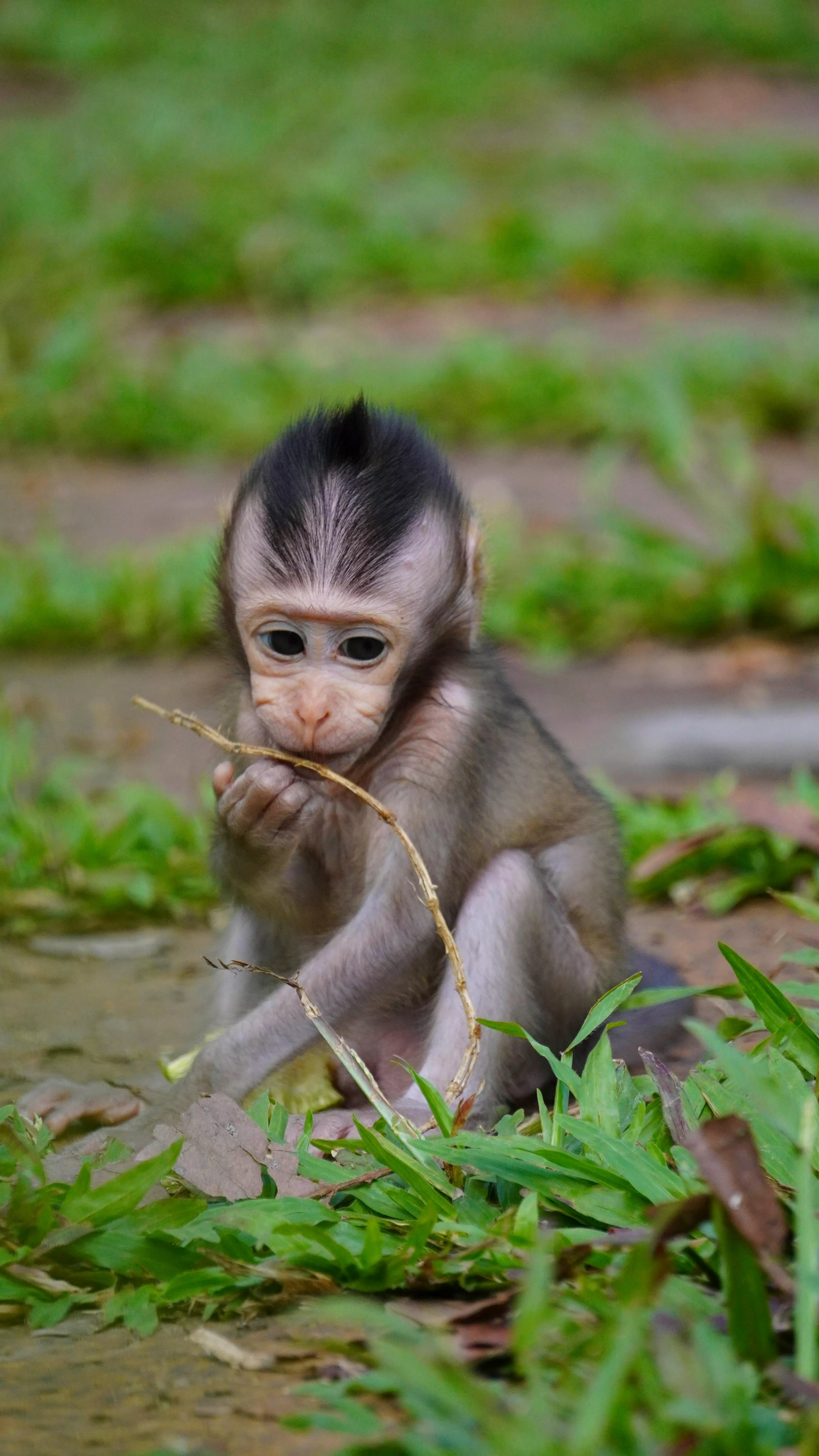 Cute Baby Monkey Wallpapers - Wallpaper Cave