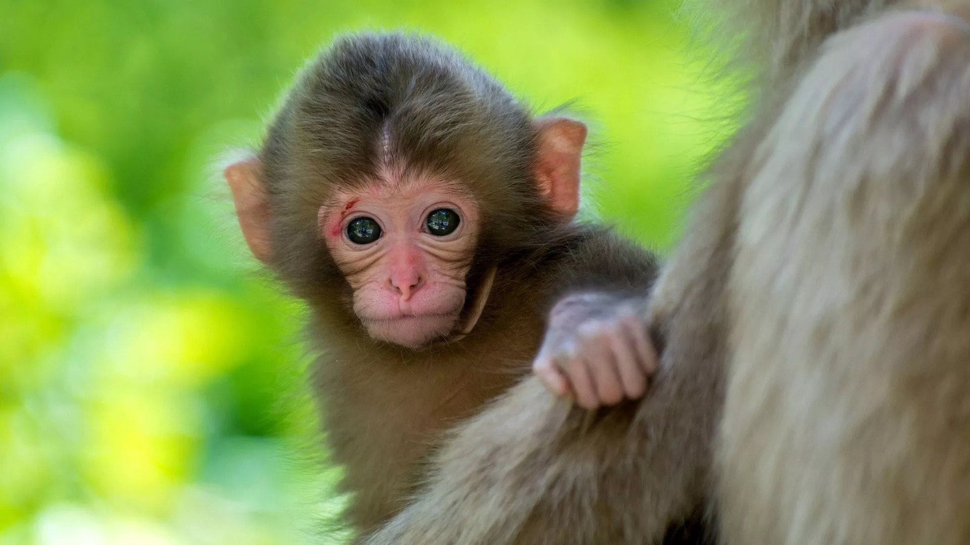 Cute Baby Monkey Wallpapers - Wallpaper Cave