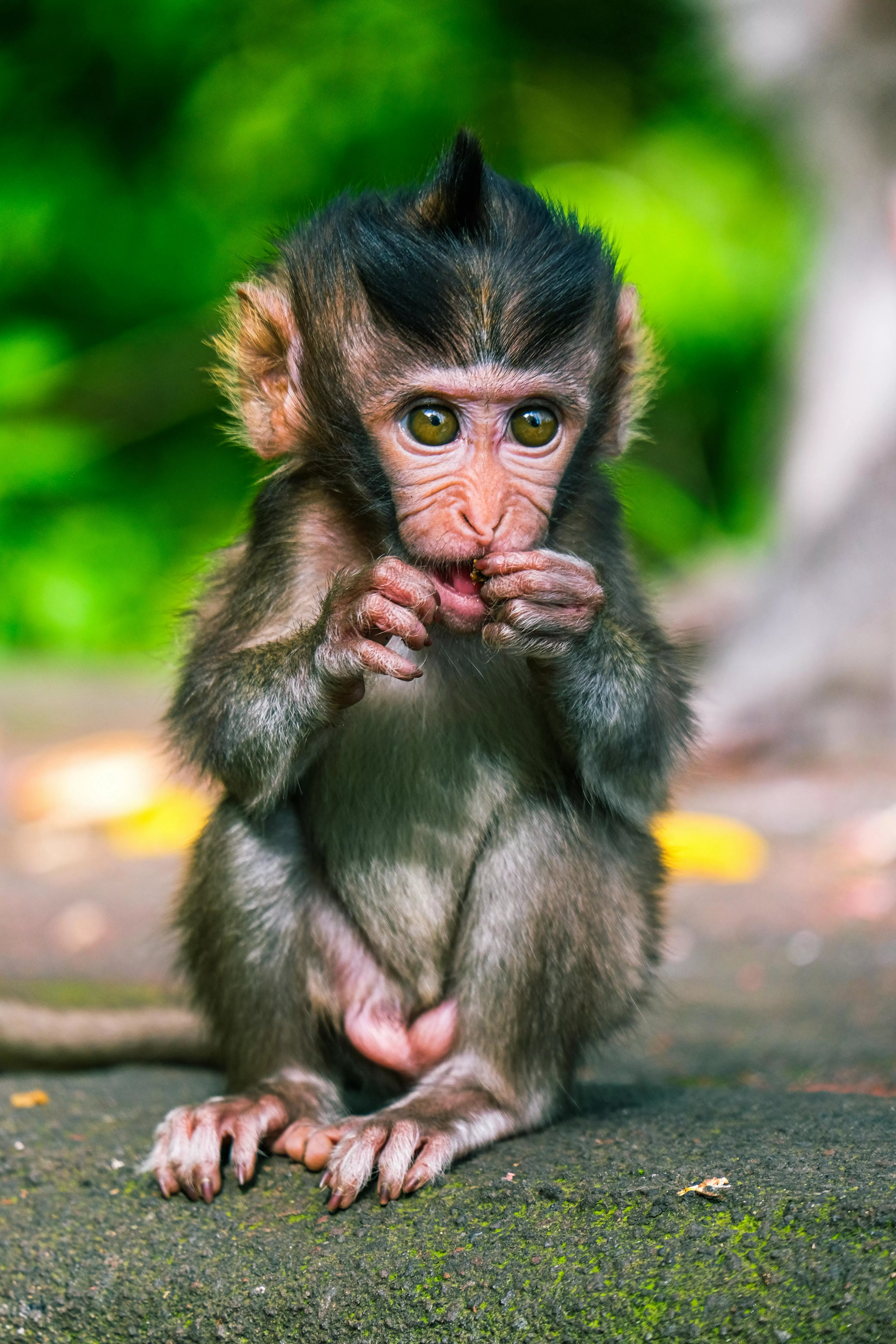 Cute Baby Monkey Wallpapers - Wallpaper Cave