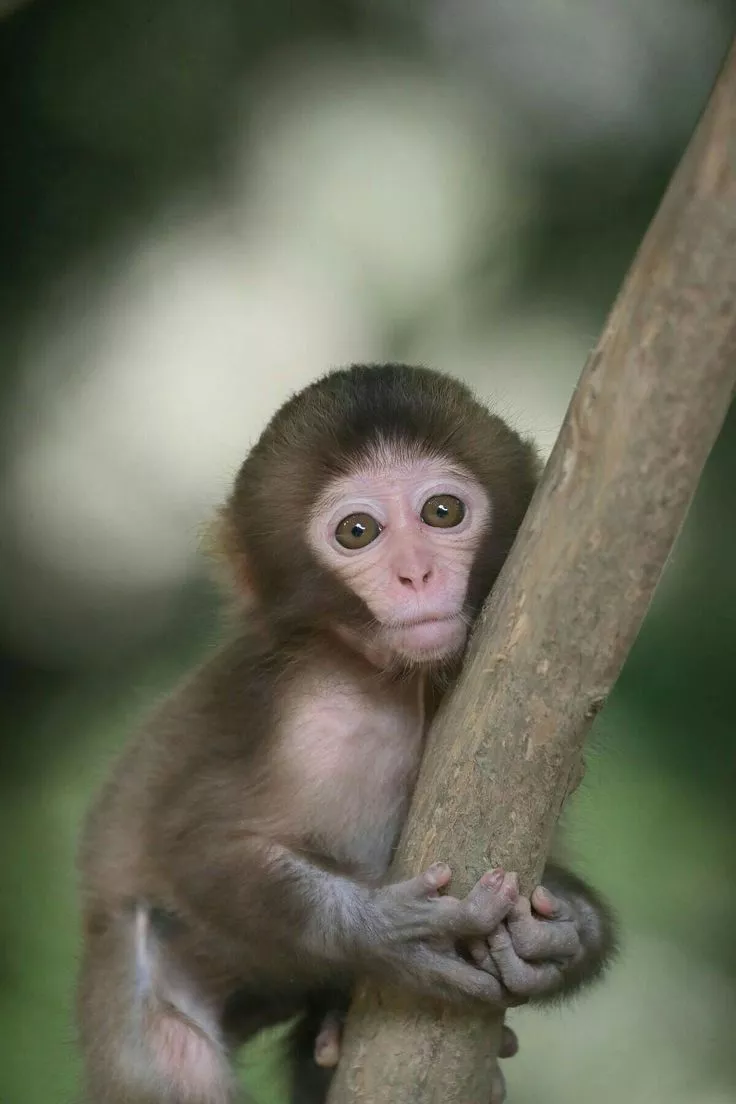 Cute Baby Monkey Wallpapers - Wallpaper Cave