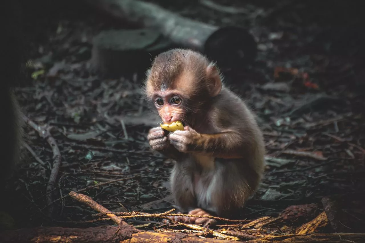 Cute Baby Monkey Wallpapers - Wallpaper Cave