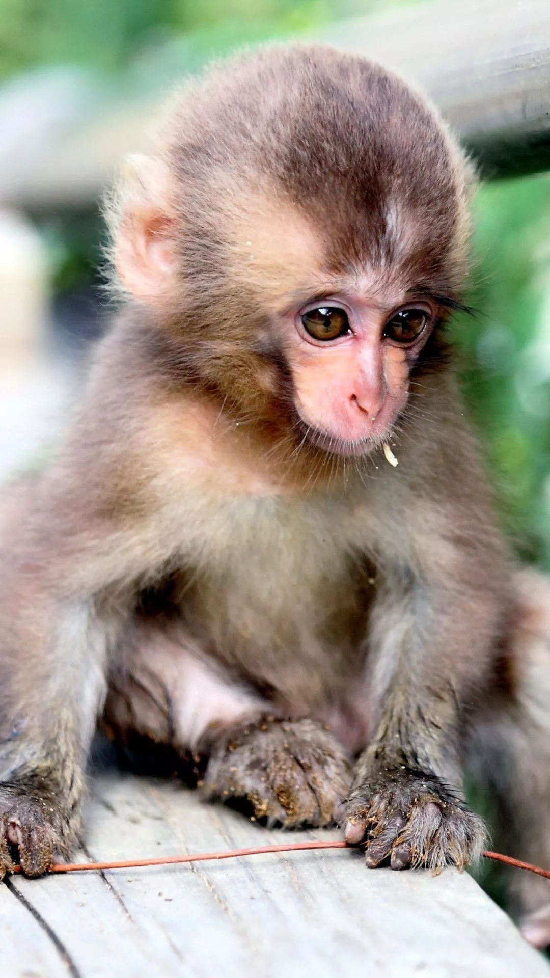 Cute Baby Monkey Wallpapers - Wallpaper Cave