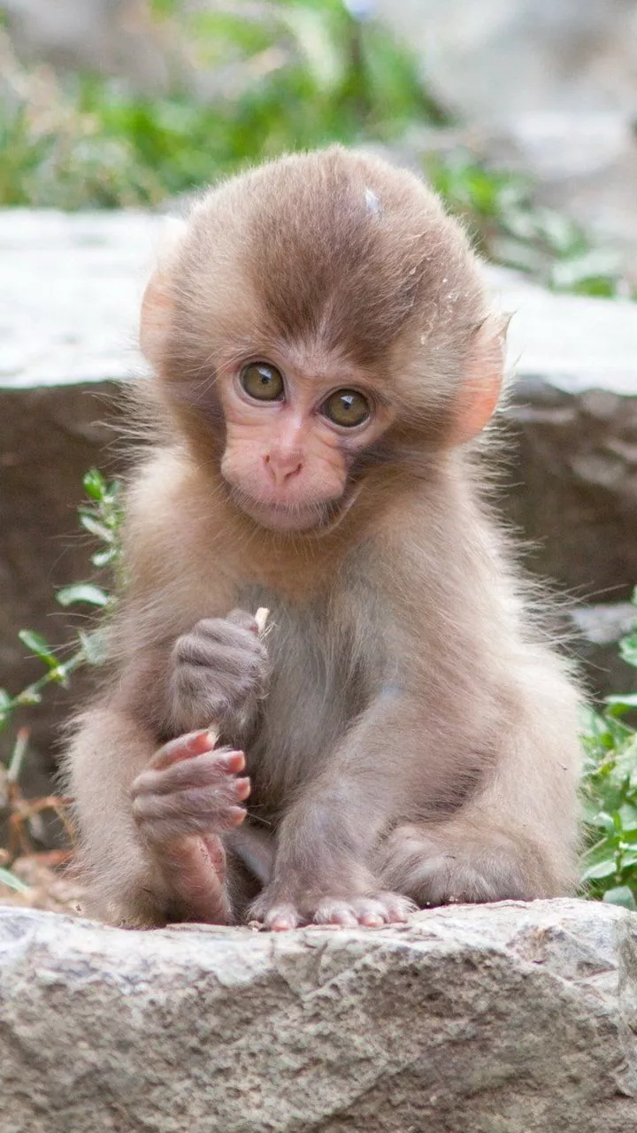 Cute Baby Monkey Wallpapers - Wallpaper Cave