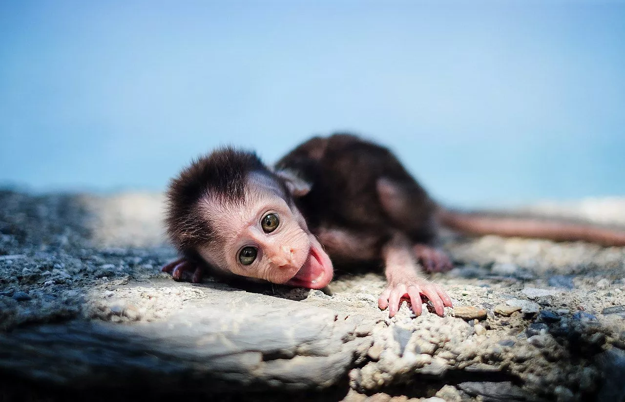 Cute Baby Monkey Wallpapers - Wallpaper Cave