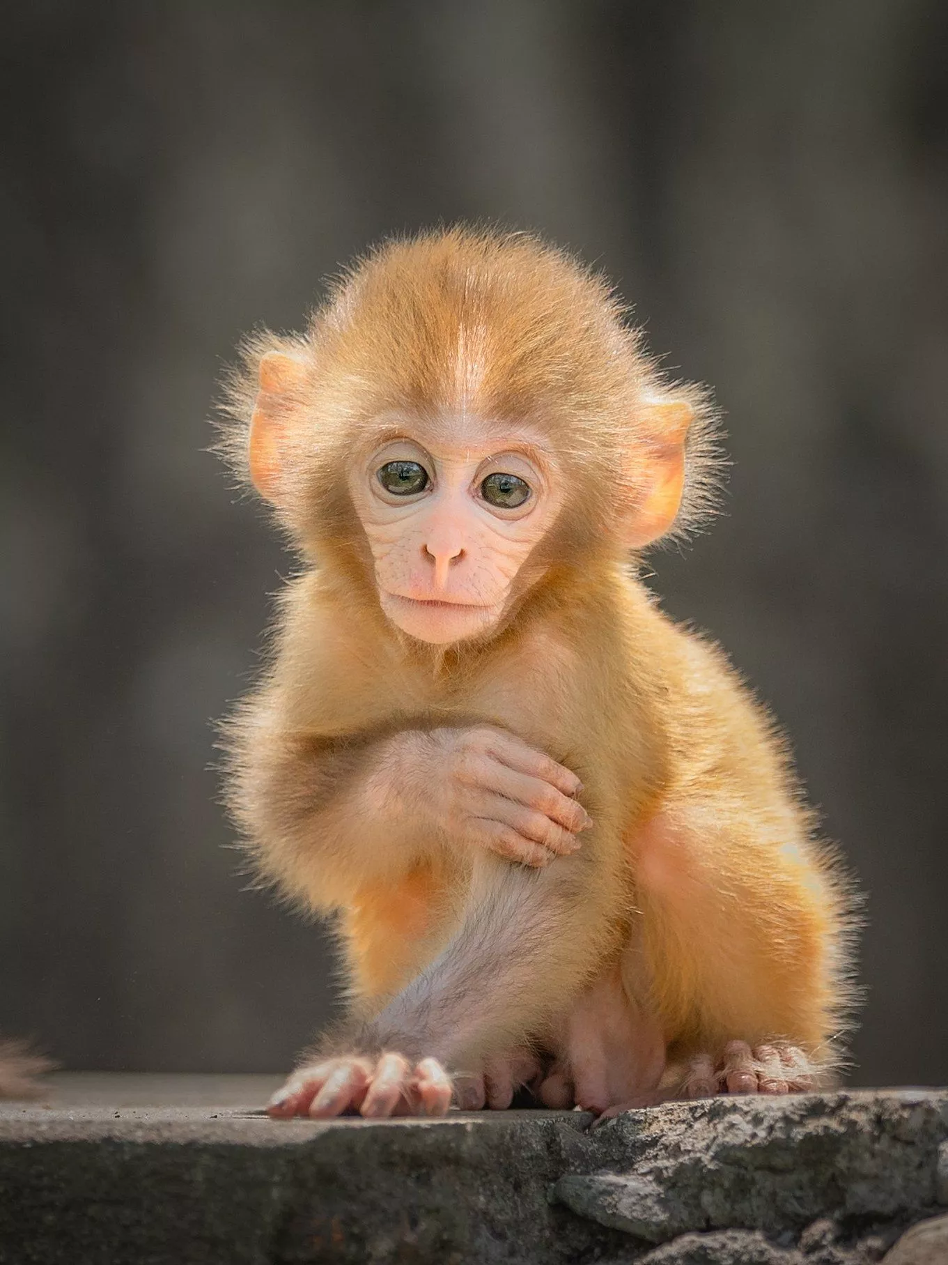 Cute Baby Monkey Wallpapers - Wallpaper Cave
