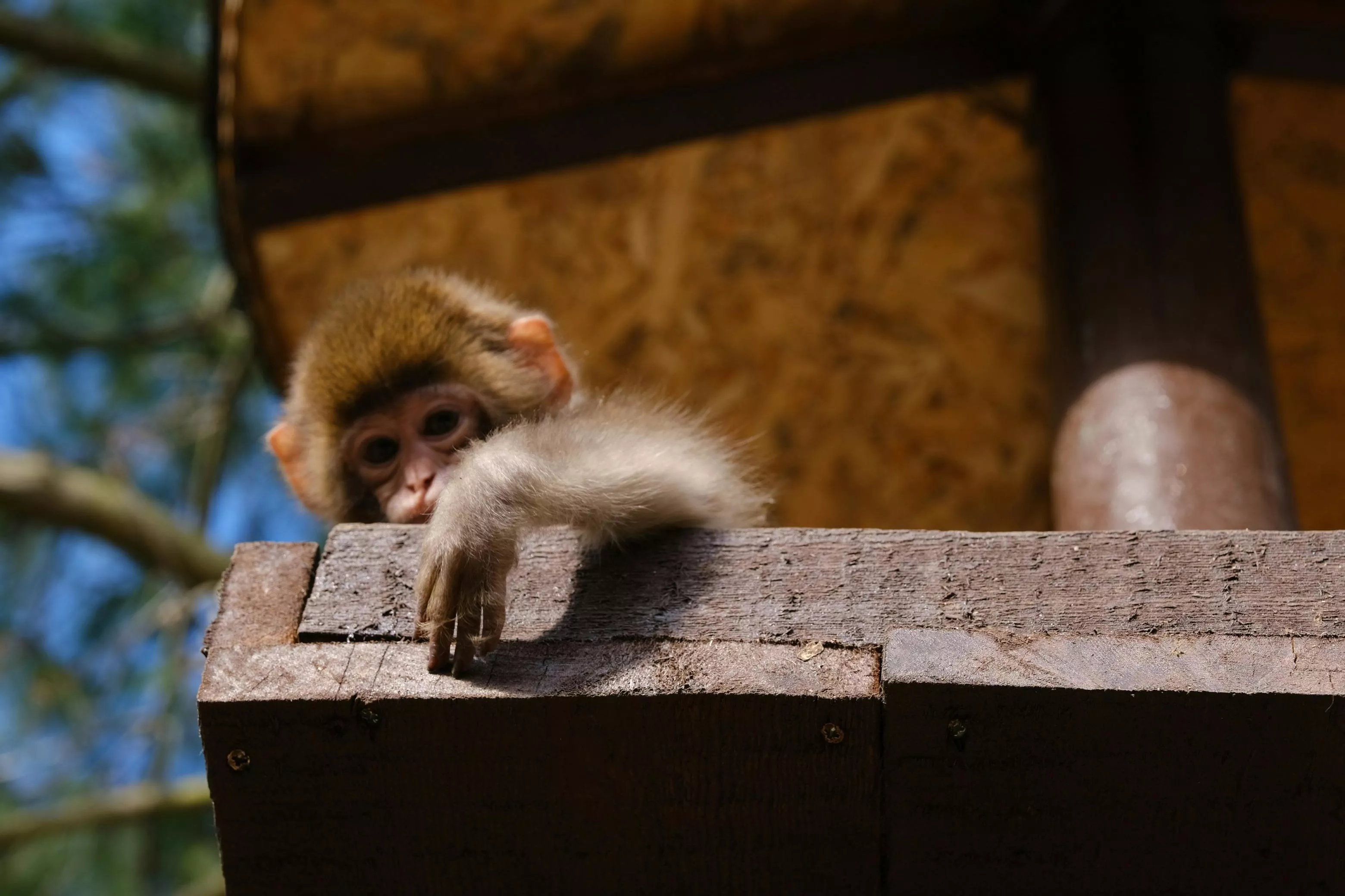 Cute Baby Monkey Wallpapers - Wallpaper Cave