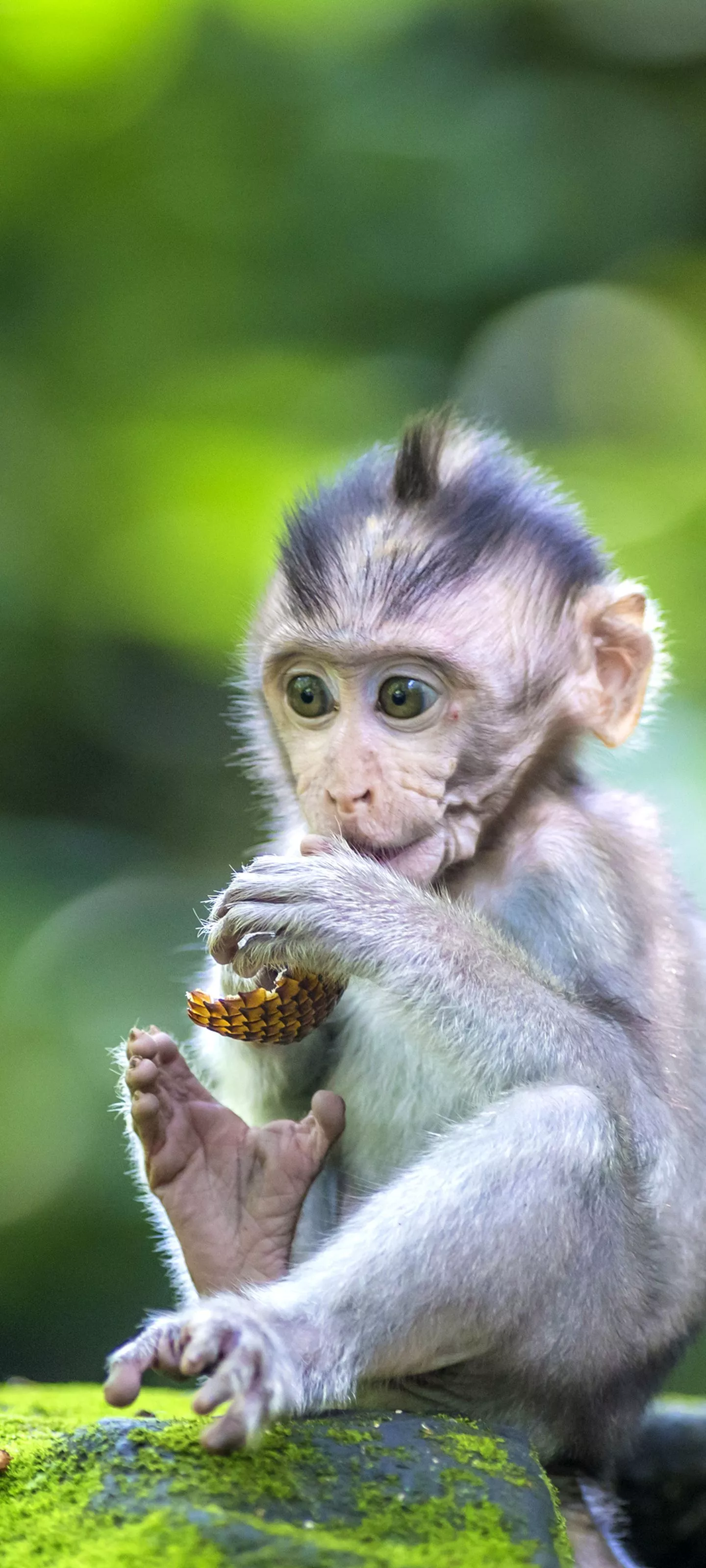Cute Baby Monkey Wallpapers - Wallpaper Cave