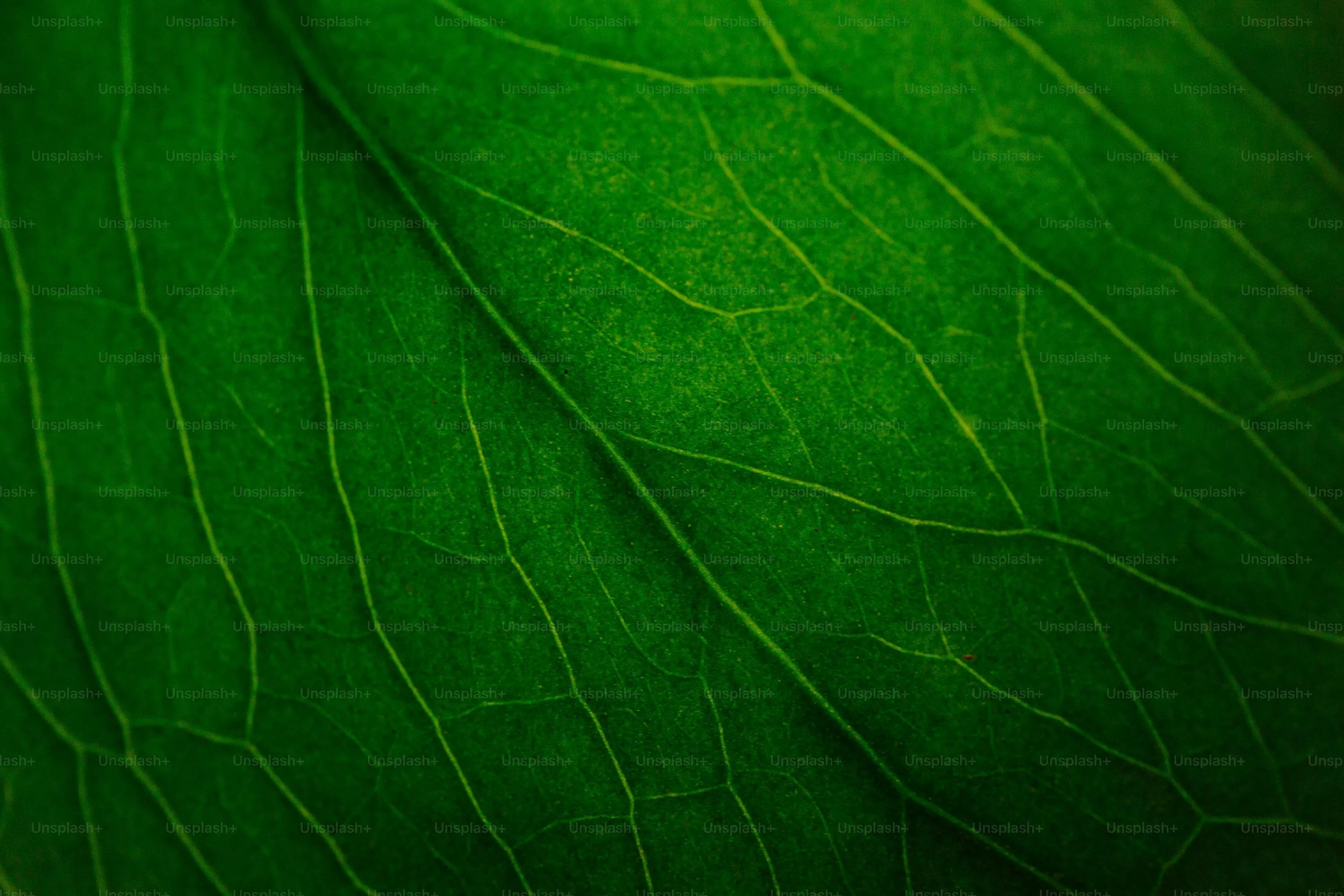 Leaf Texture Wallpapers - Wallpaper Cave