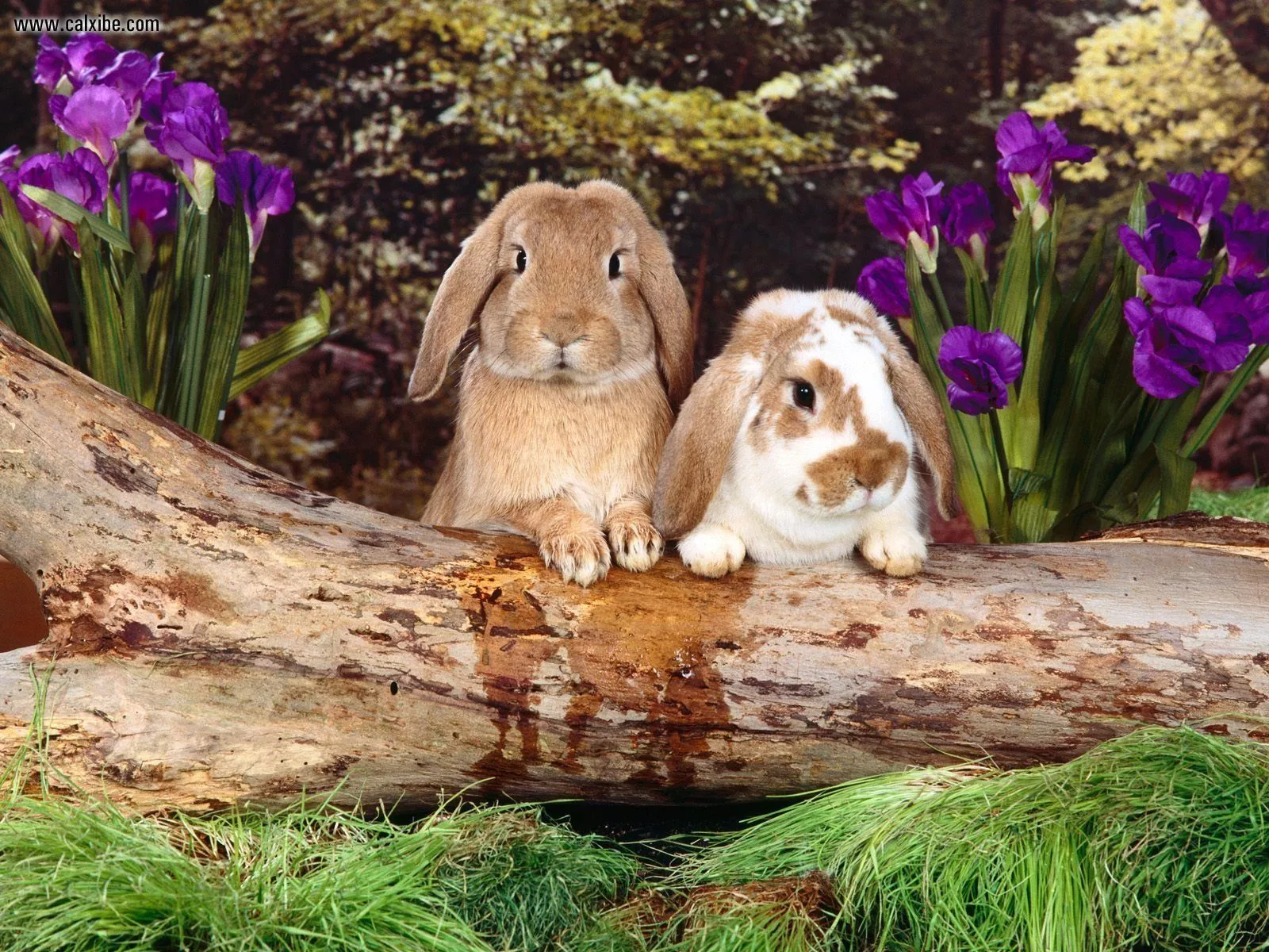 Rabbits Spring Wallpapers - Wallpaper Cave