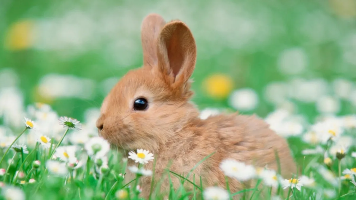 Rabbits Spring Wallpapers - Wallpaper Cave