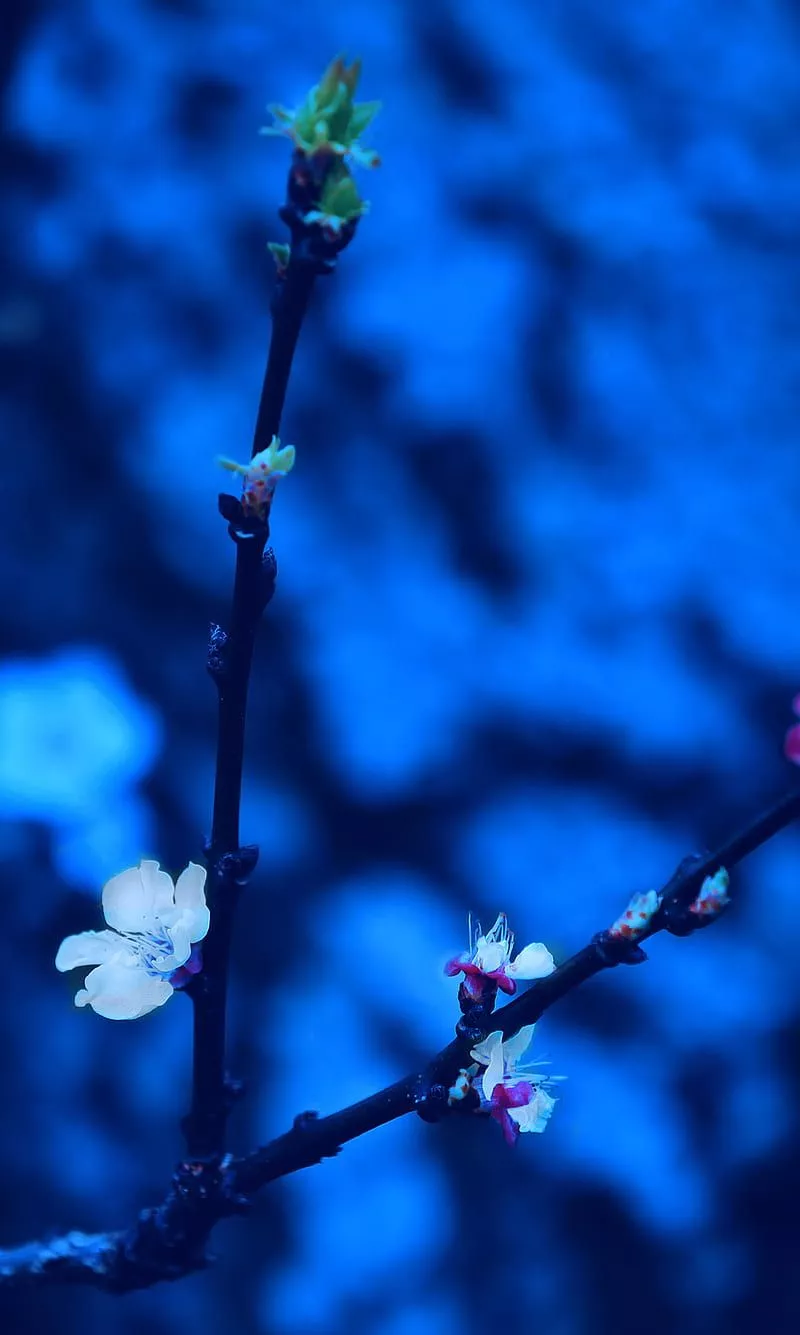 Blue Spring iPhone Wallpapers - Wallpaper Cave