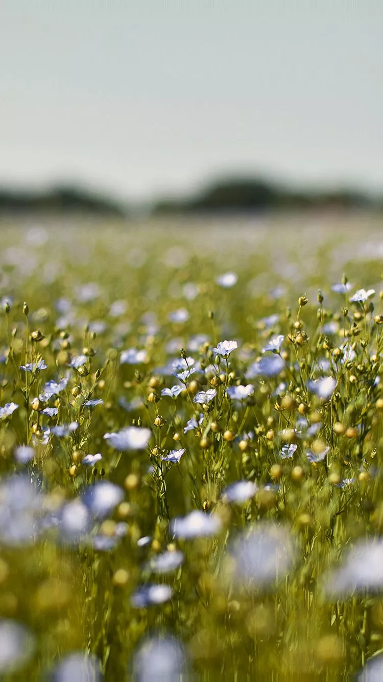 Blue Spring iPhone Wallpapers - Wallpaper Cave