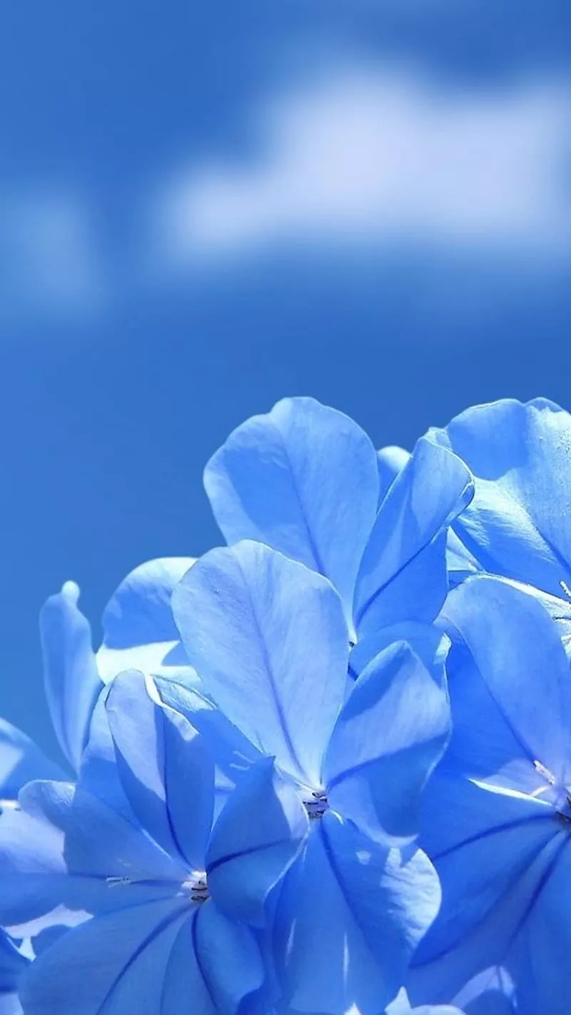 Blue Spring iPhone Wallpapers - Wallpaper Cave