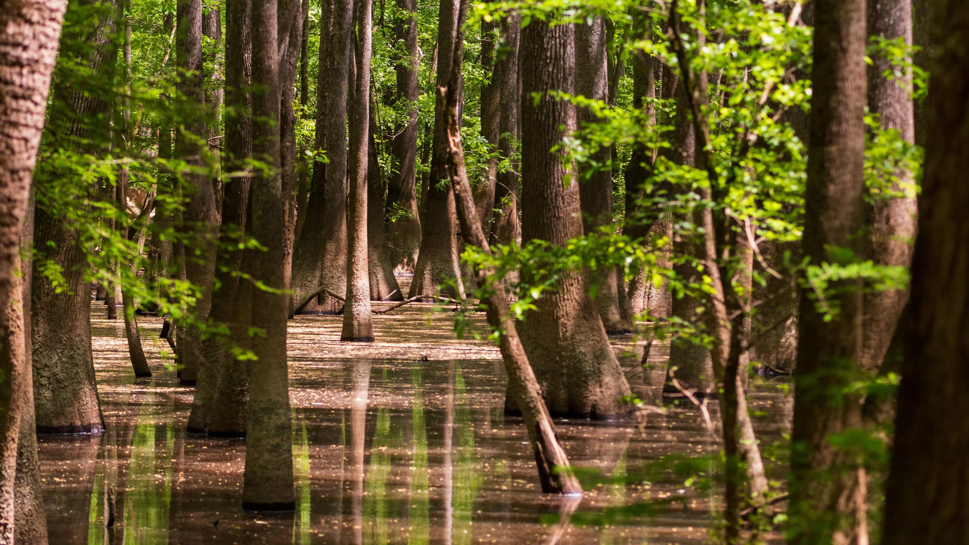 4k Swamp Wallpapers - Wallpaper Cave