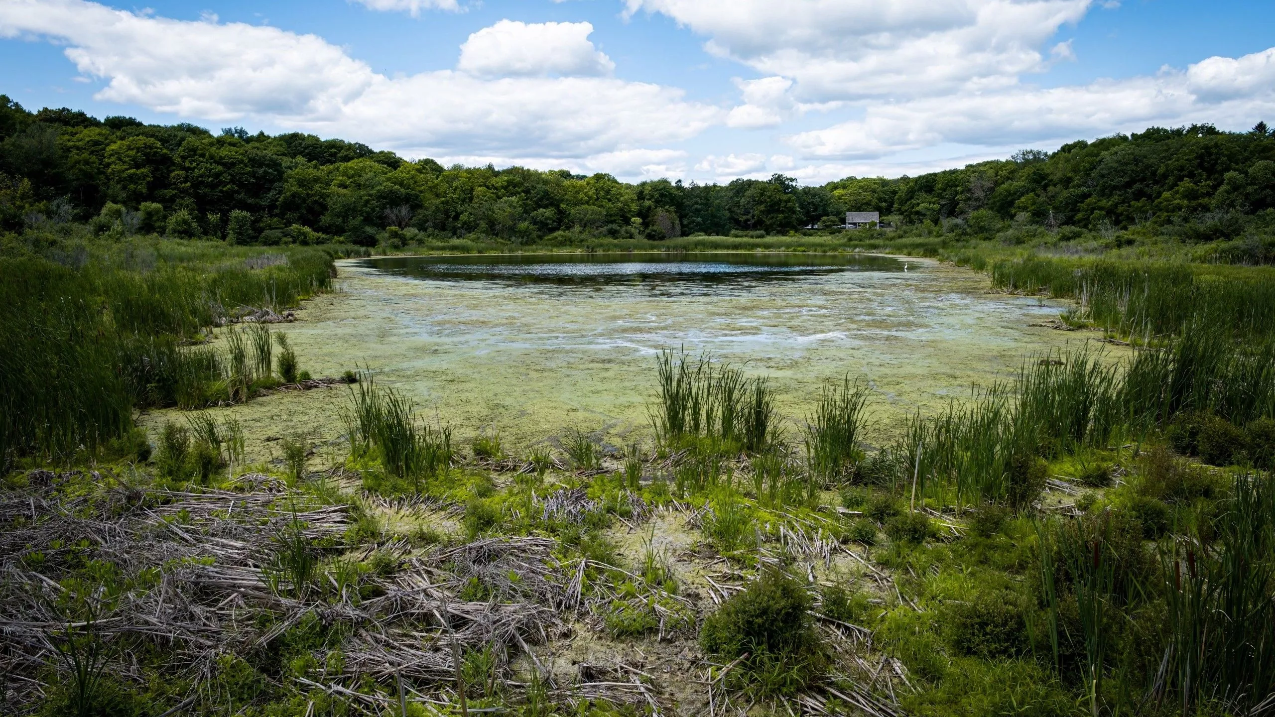 4k Swamp Wallpapers - Wallpaper Cave