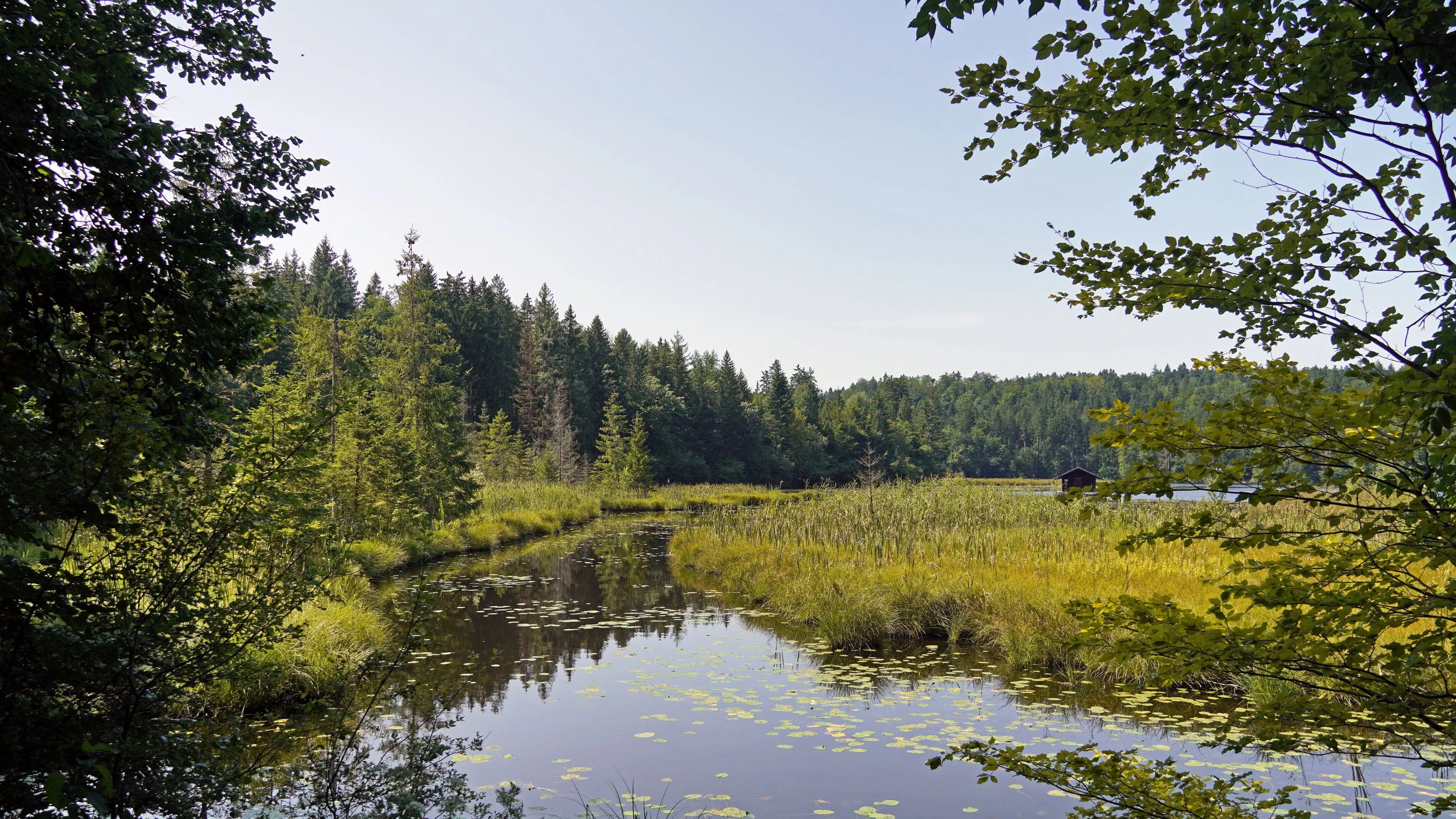 4k Swamp Wallpapers - Wallpaper Cave