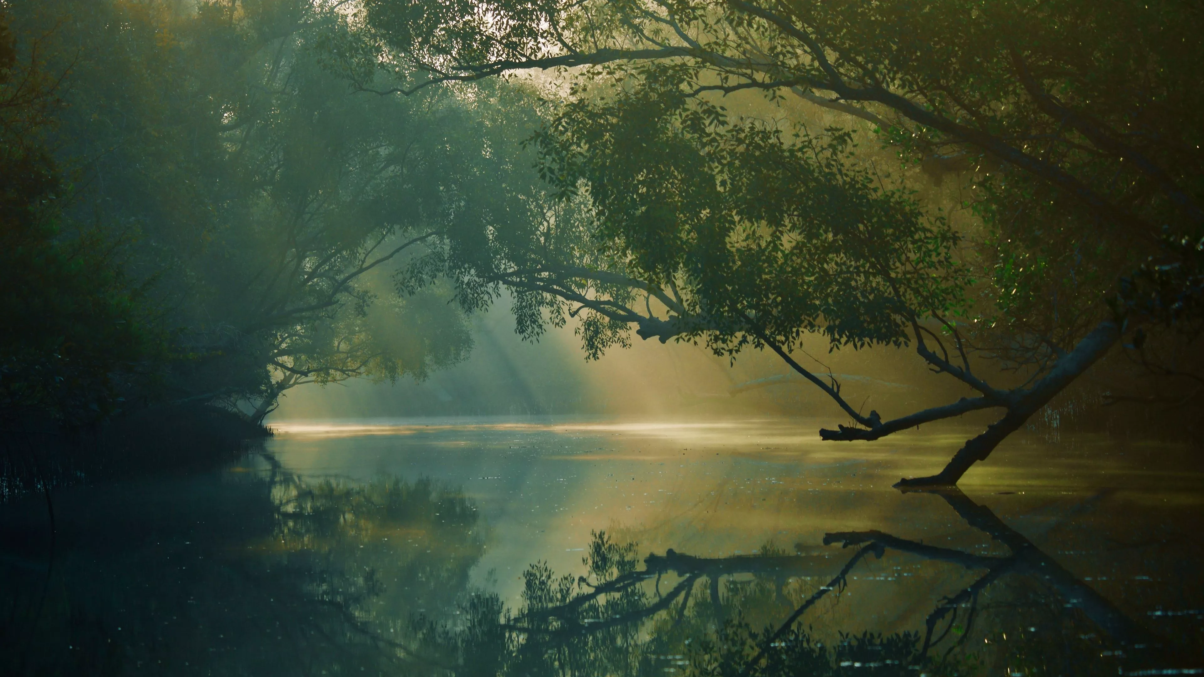 4k Swamp Wallpapers - Wallpaper Cave