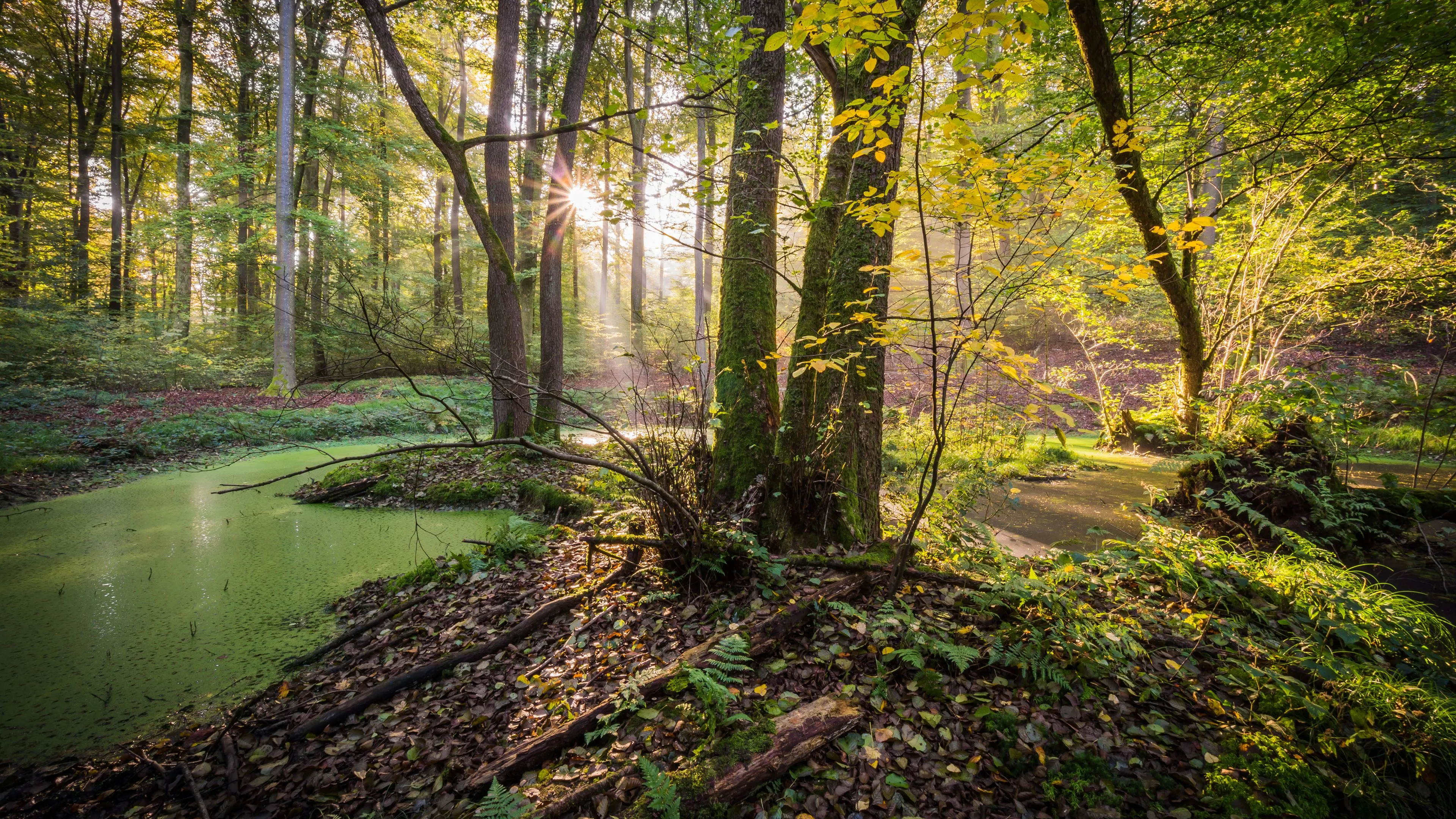 4k Swamp Wallpapers - Wallpaper Cave