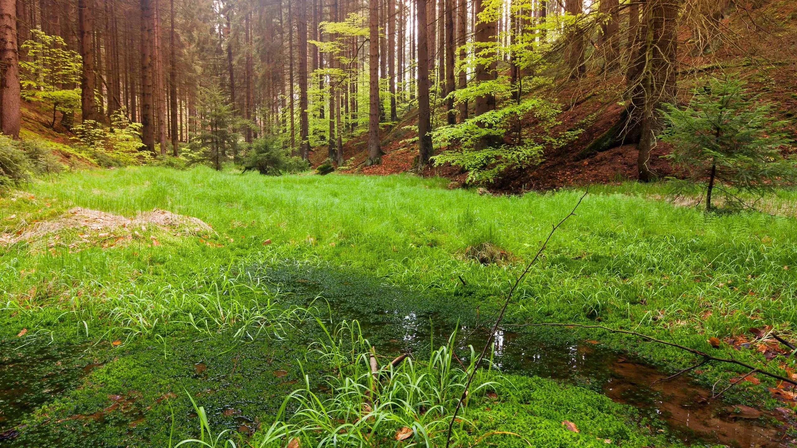 4k Swamp Wallpapers - Wallpaper Cave