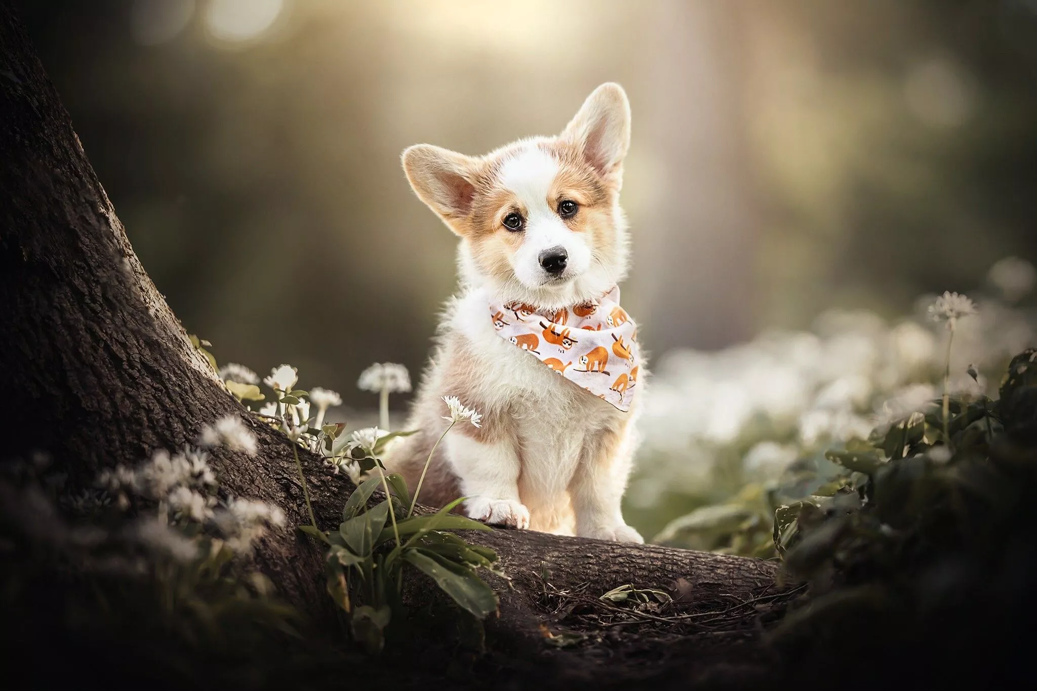 Corgi Desktop Wallpapers - Wallpaper Cave
