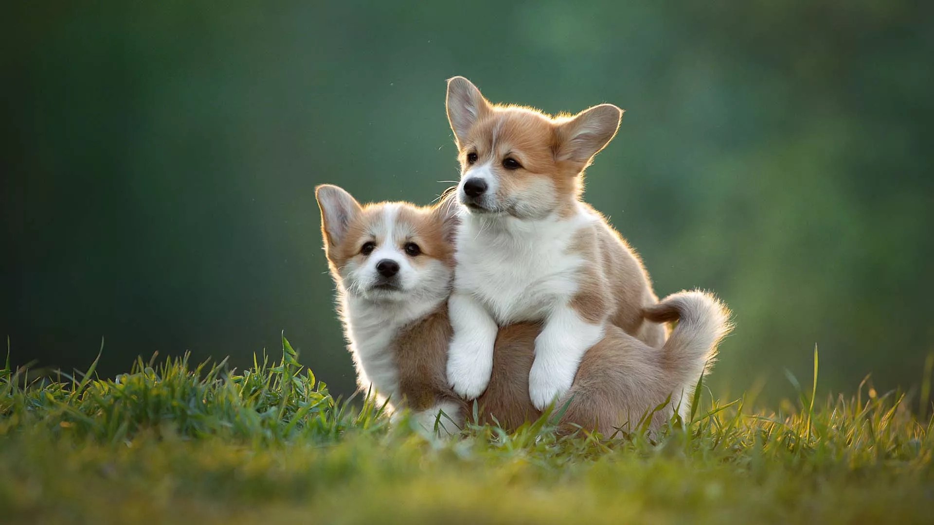 Corgi Desktop Wallpapers - Wallpaper Cave