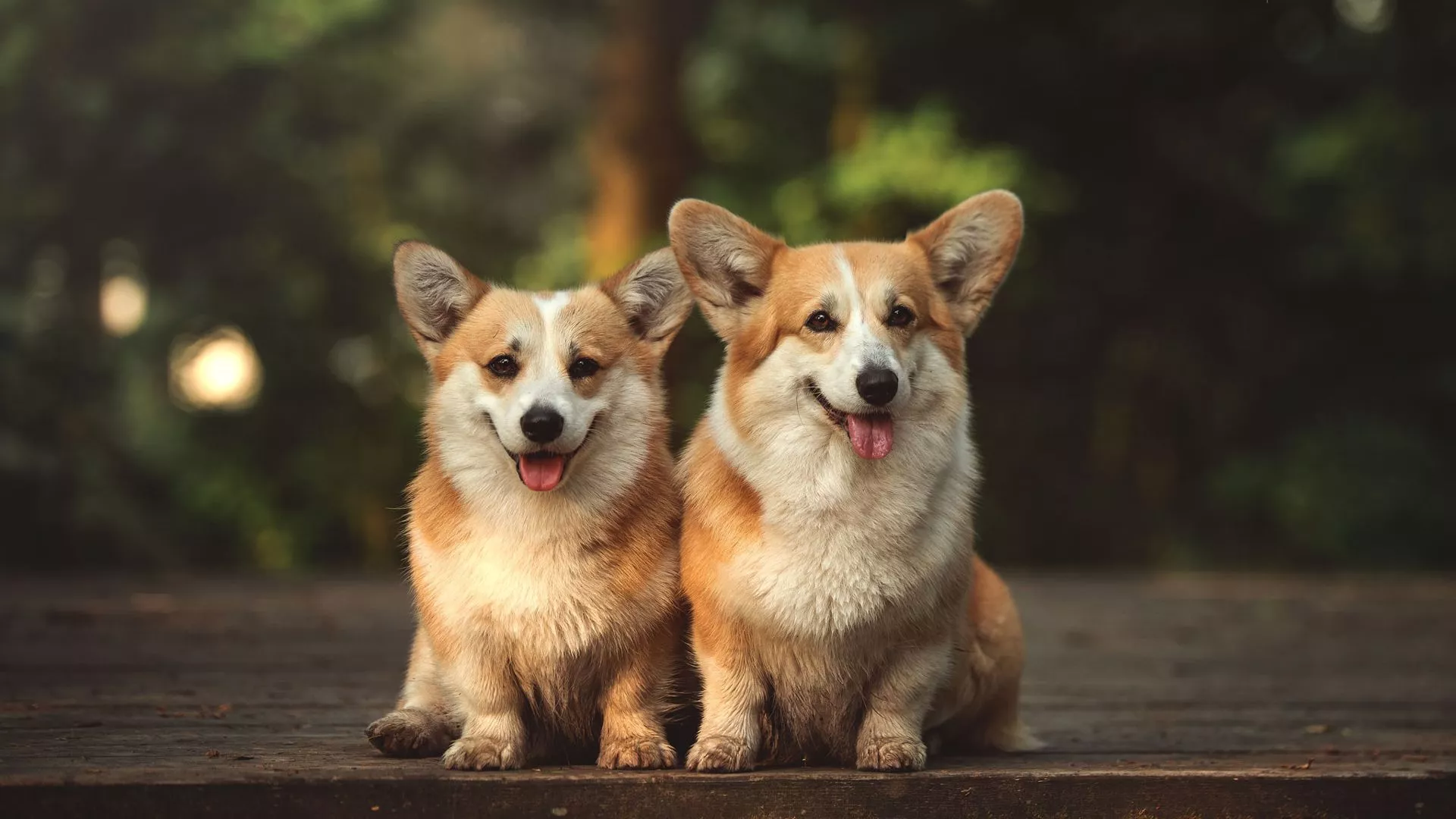 Corgi Desktop Wallpapers - Wallpaper Cave
