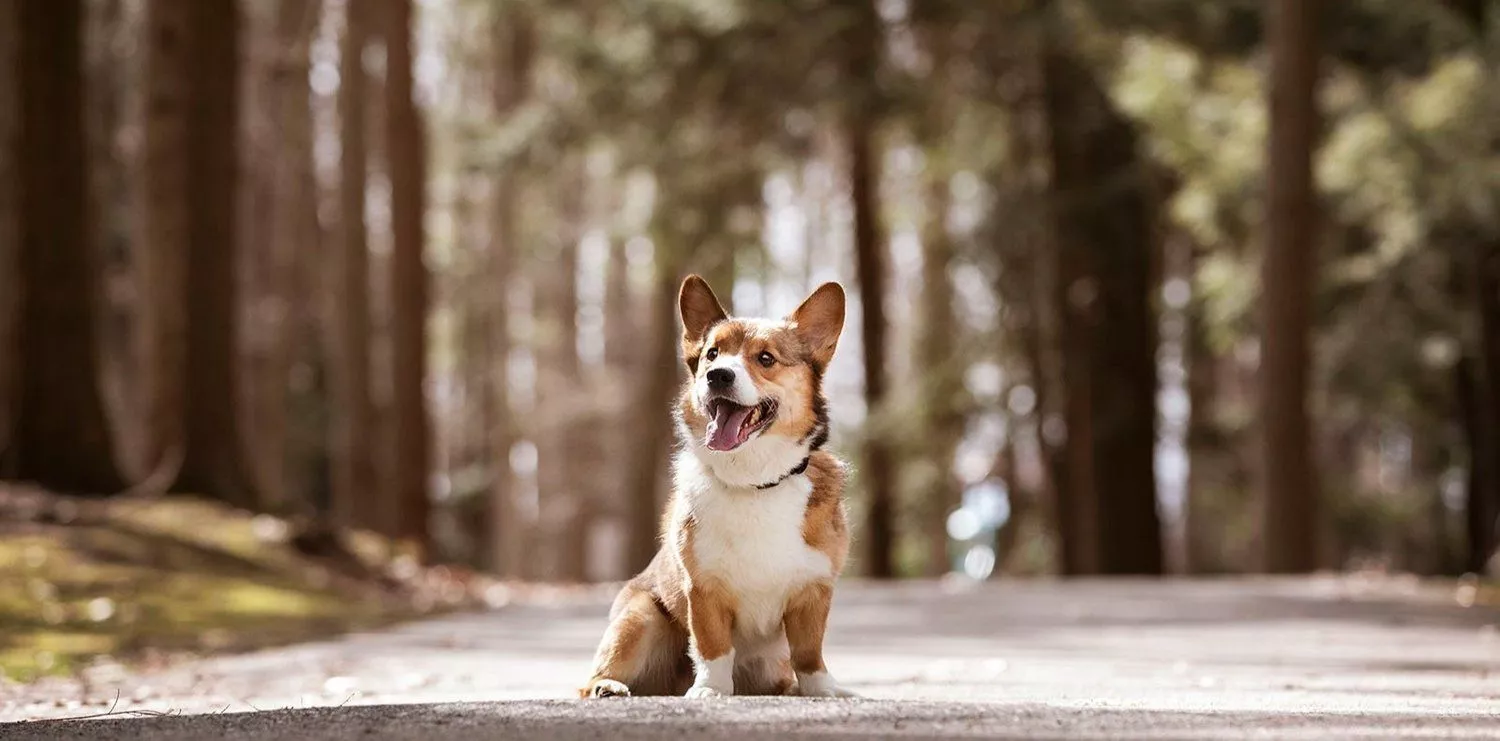 Corgi Desktop Wallpapers - Wallpaper Cave