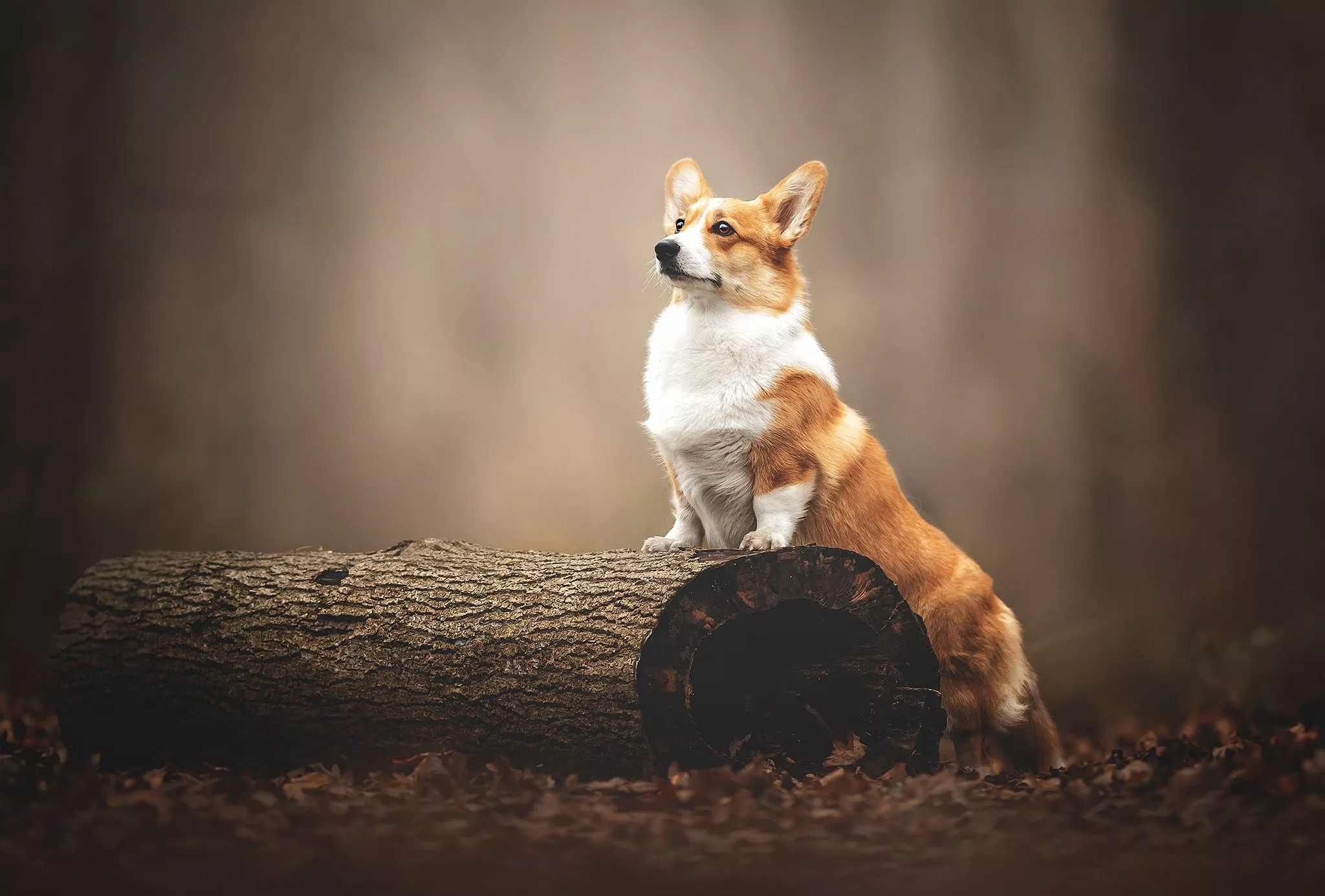 Corgi Desktop Wallpapers - Wallpaper Cave