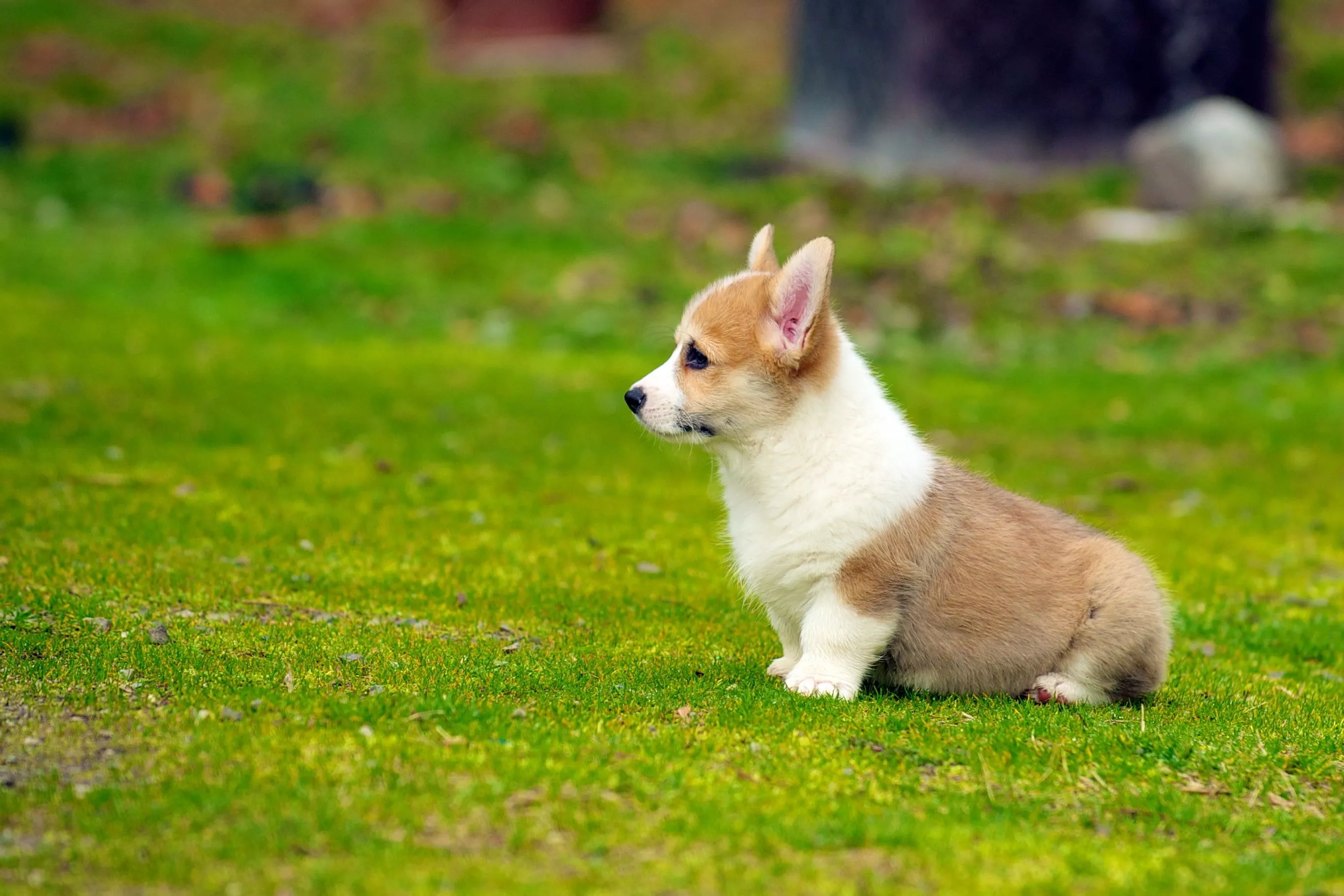Corgi Desktop Wallpapers - Wallpaper Cave
