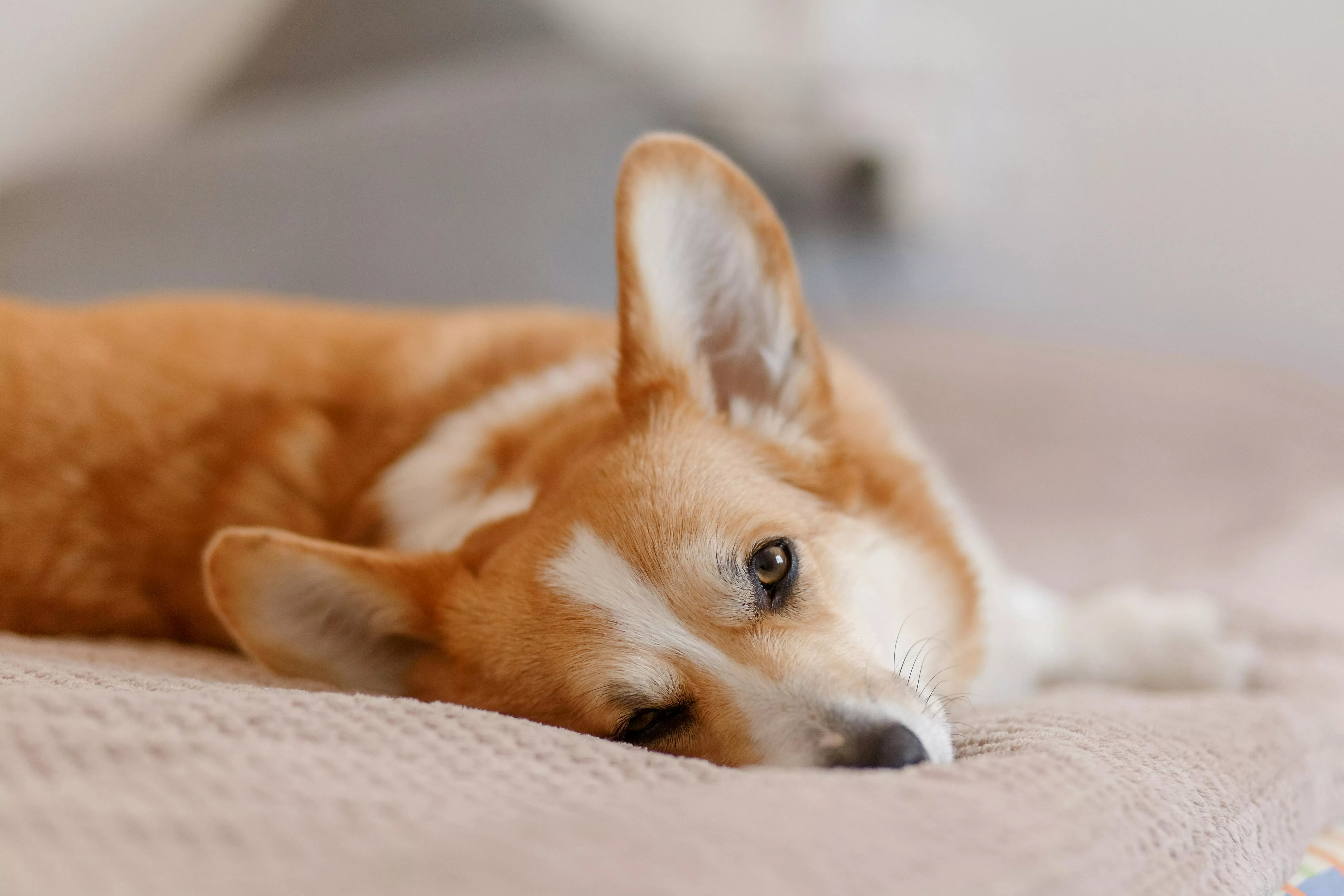Corgi Desktop Wallpapers - Wallpaper Cave