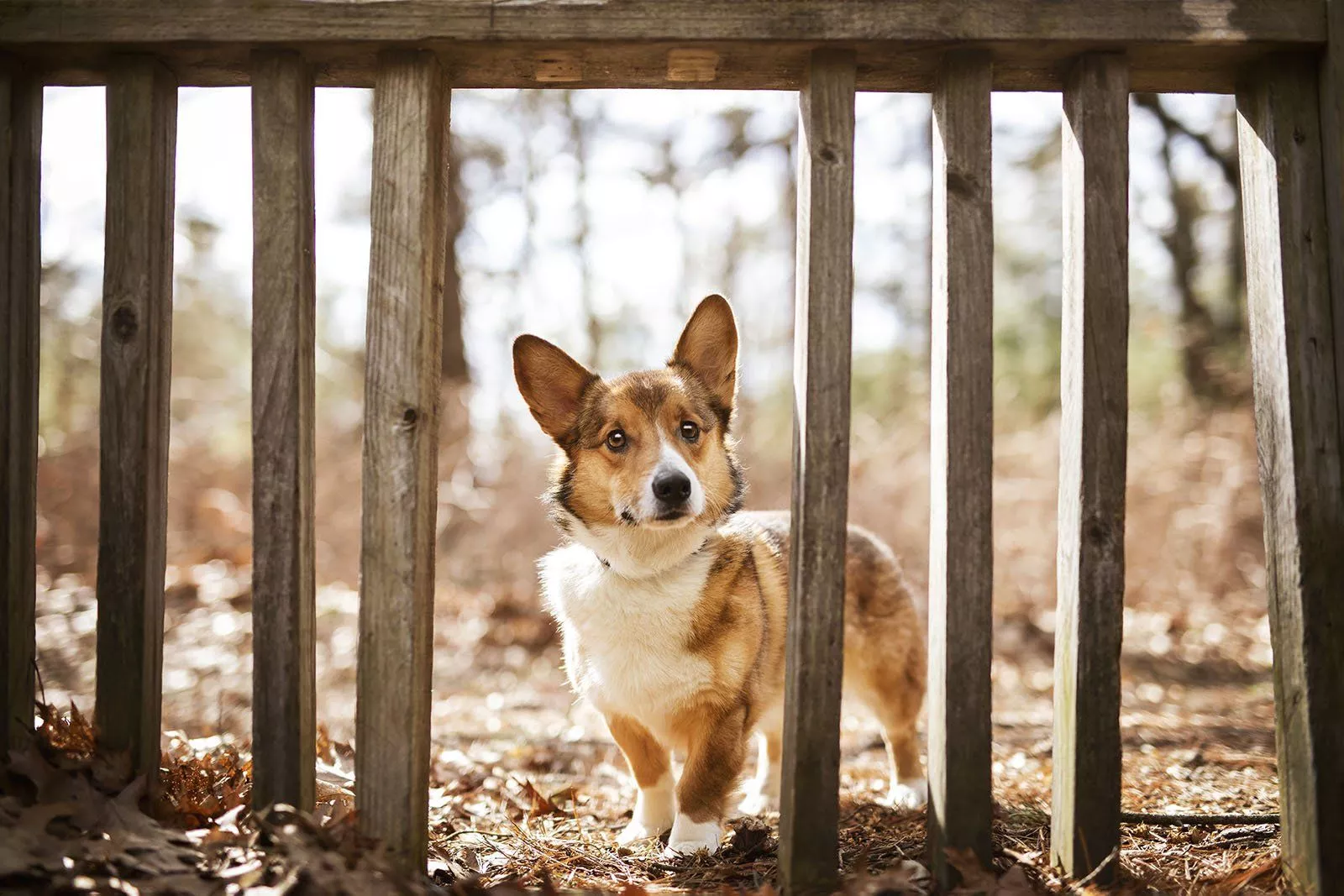 Corgi Desktop Wallpapers - Wallpaper Cave