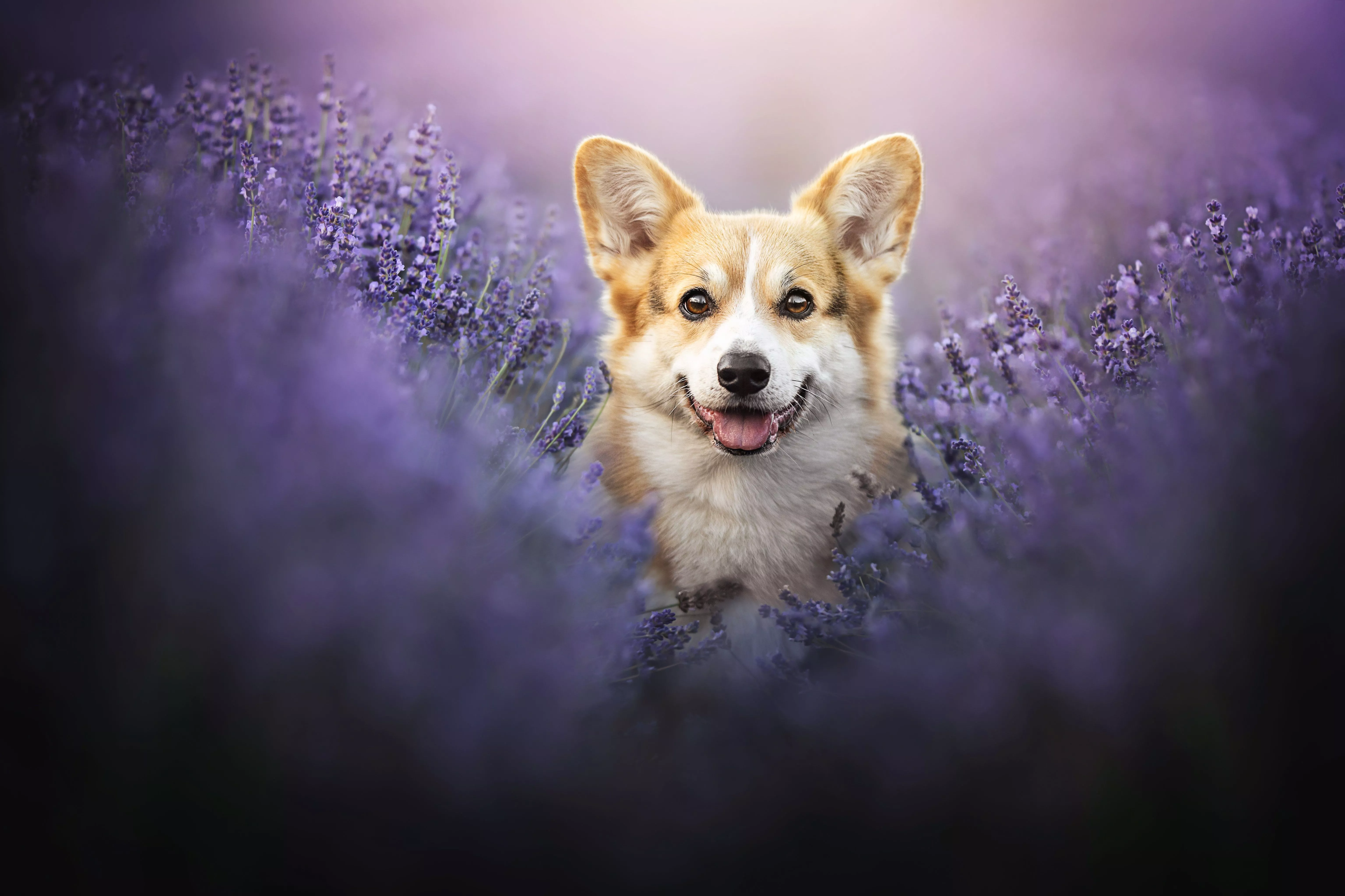 Corgi Desktop Wallpapers - Wallpaper Cave