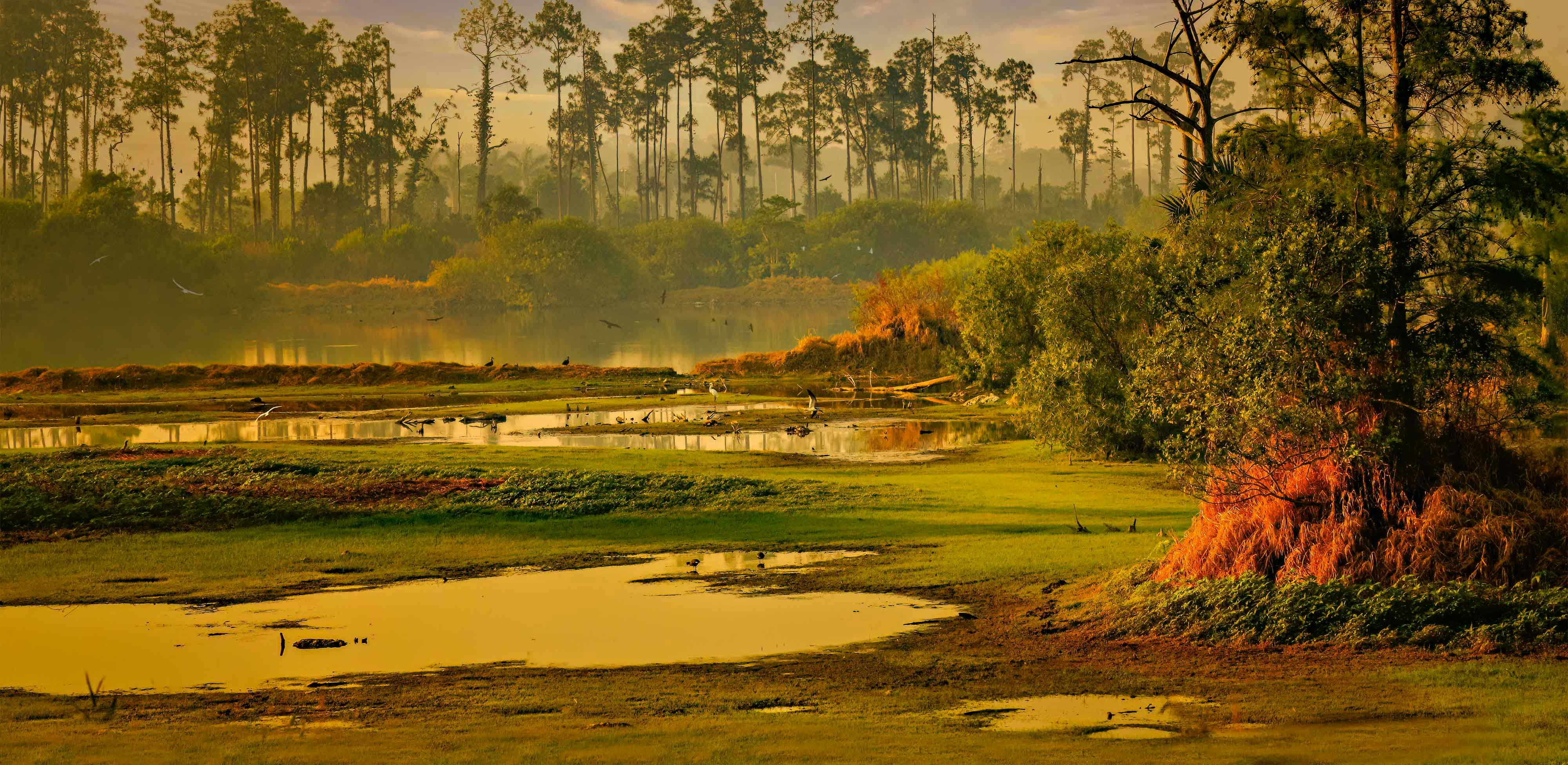 Swamp Wallpapers - Wallpaper Cave